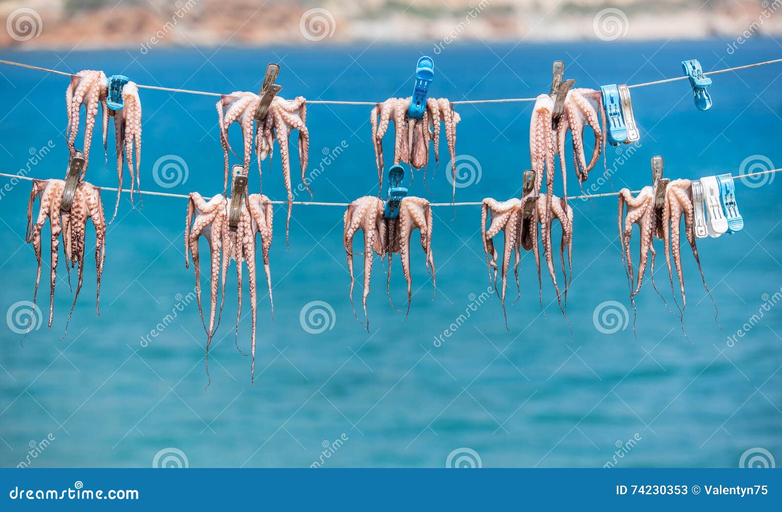 Fresh Octopus in a Boat Port. Stock Image - Image of coast, seafood ...