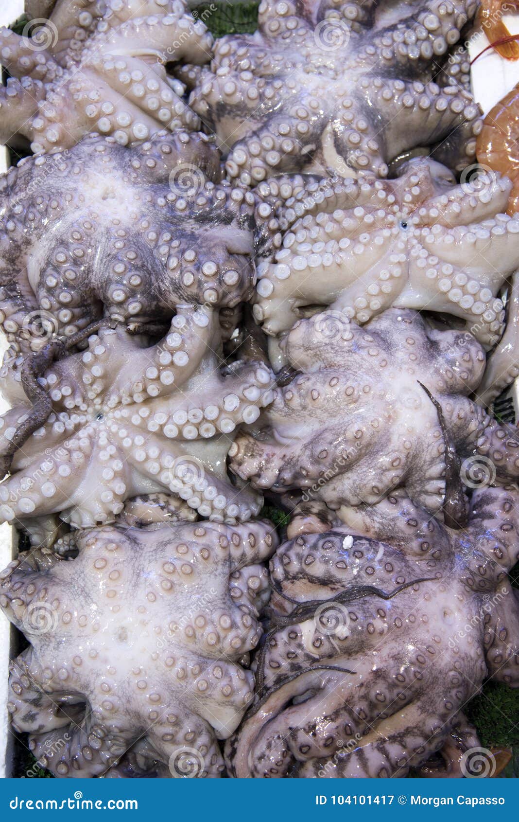 Fresh Octopus on Display at Fish Market Stock Image - Image of display ...