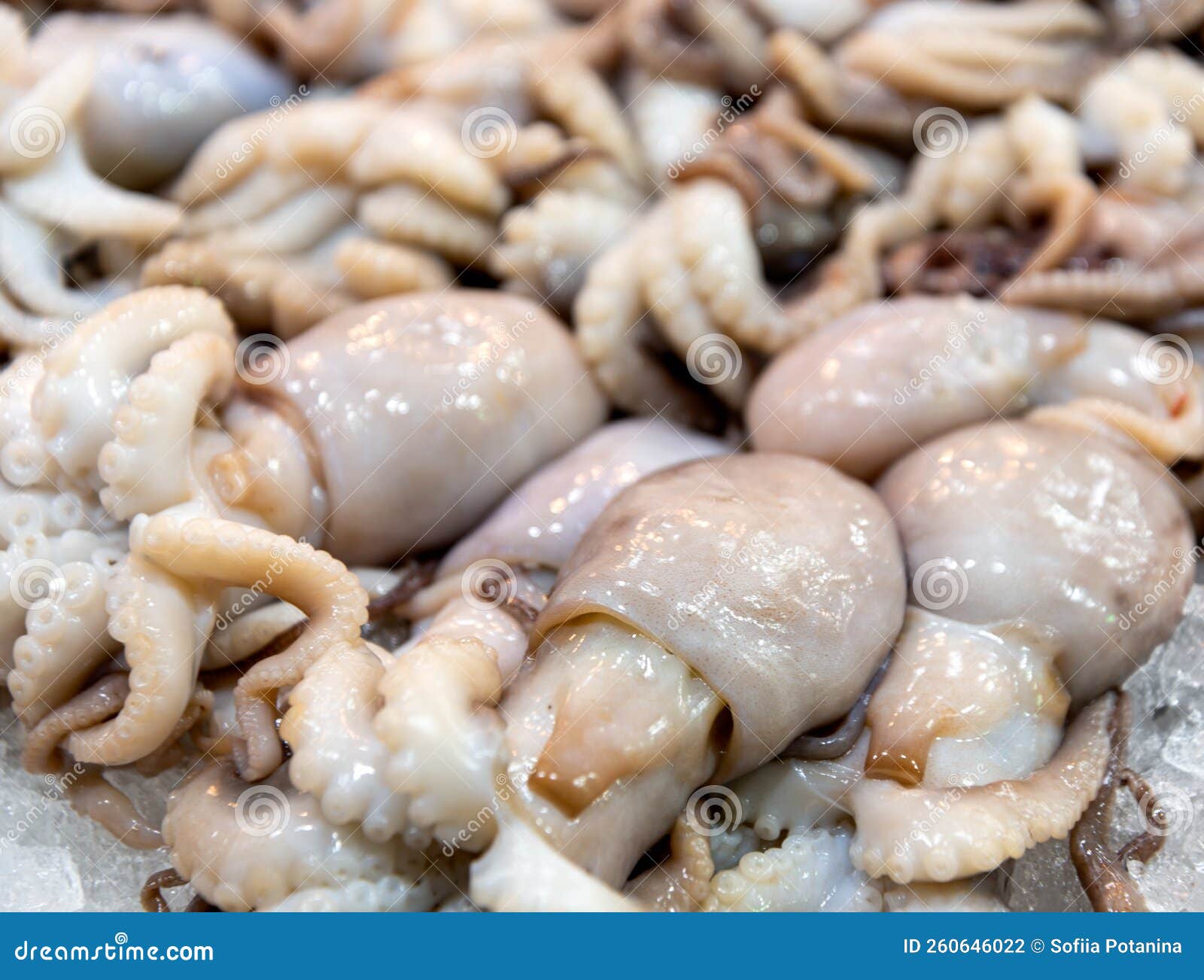 Fresh Octopus at the Fish Market Stock Photo - Image of health, octopus ...