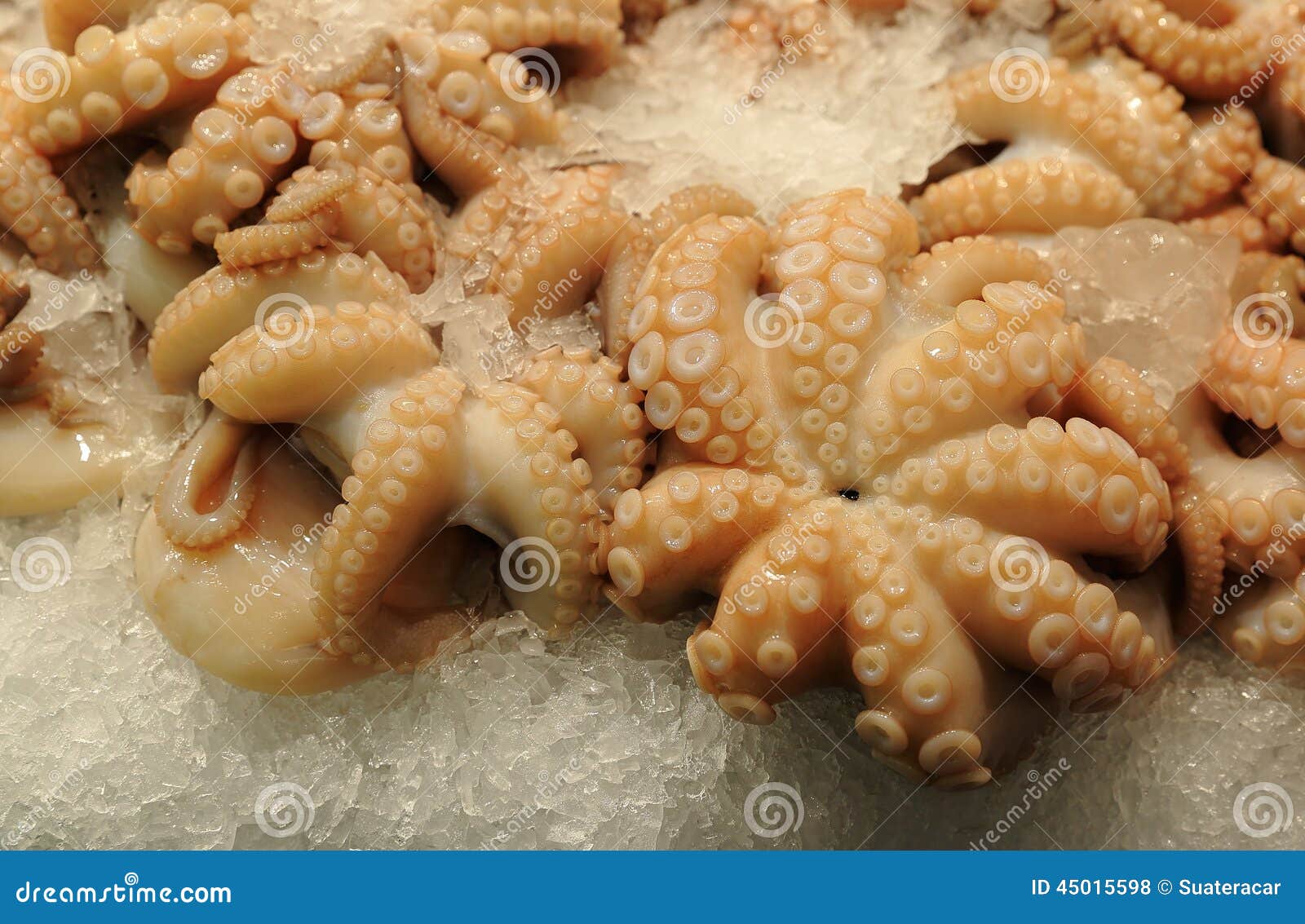 Fresh octopus stock photo. Image of ocean, freshness - 45015598
