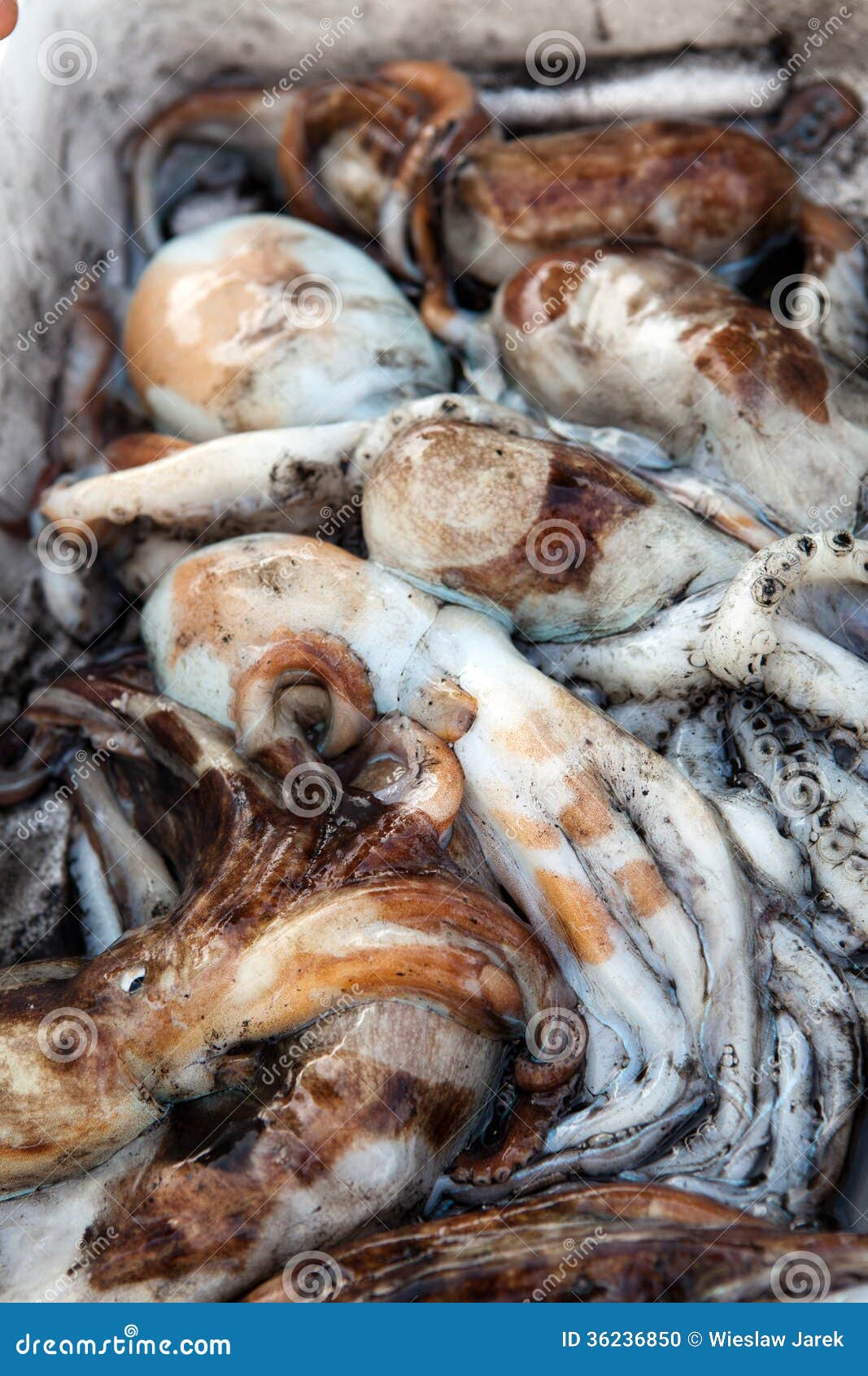 Fresh Octopus stock photo. Image of italy, algarve, greek - 36236850