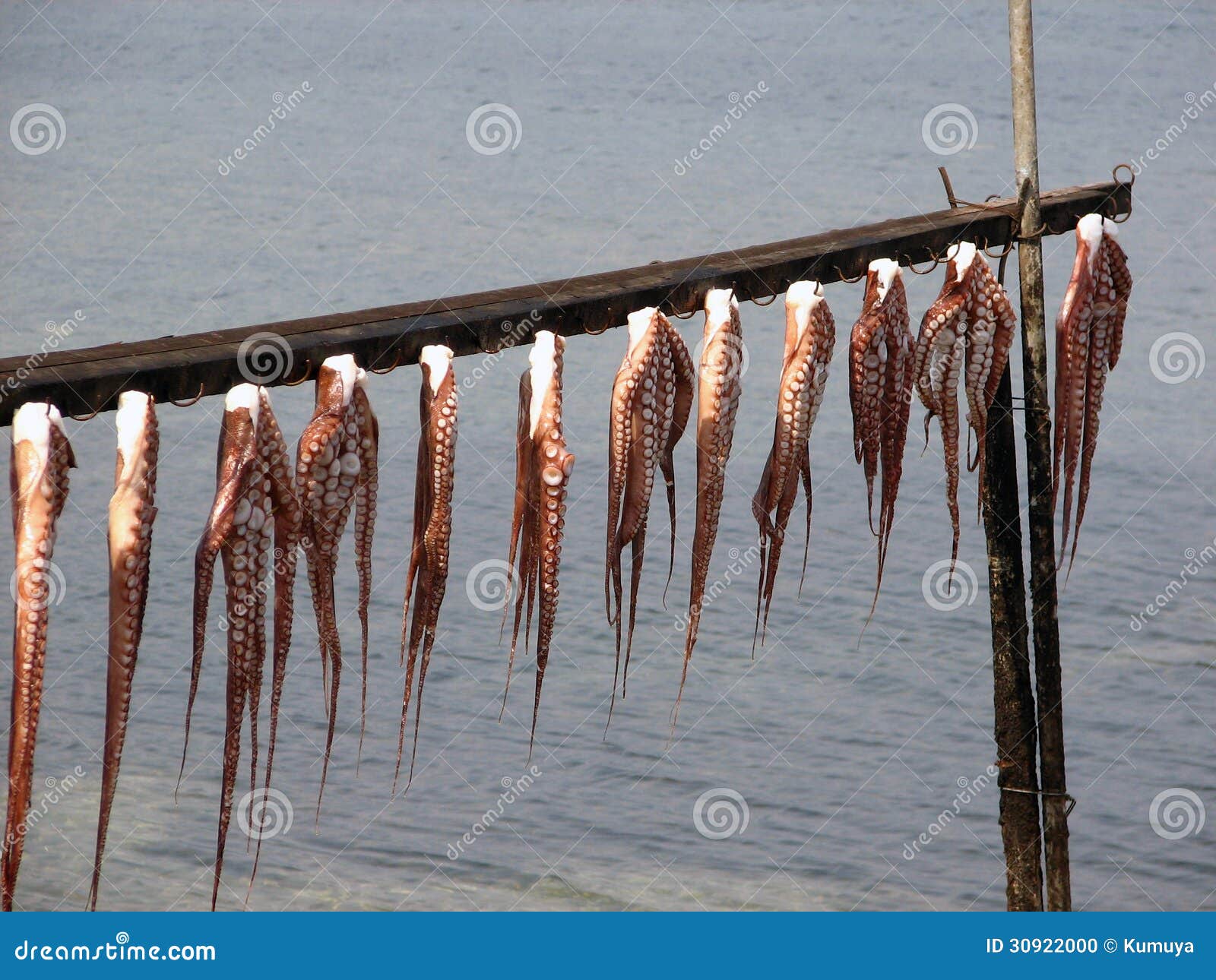 Fresh octopus stock photo. Image of fishing, tentacles - 30922000