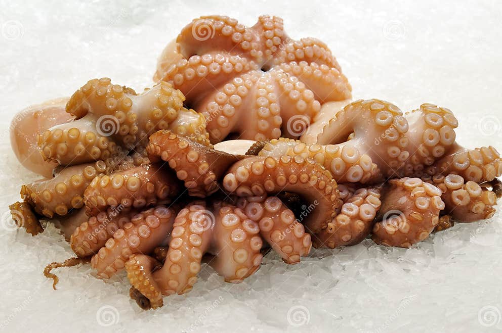 Fresh Octopus on ice stock photo. Image of prepared, delicacy - 61581310