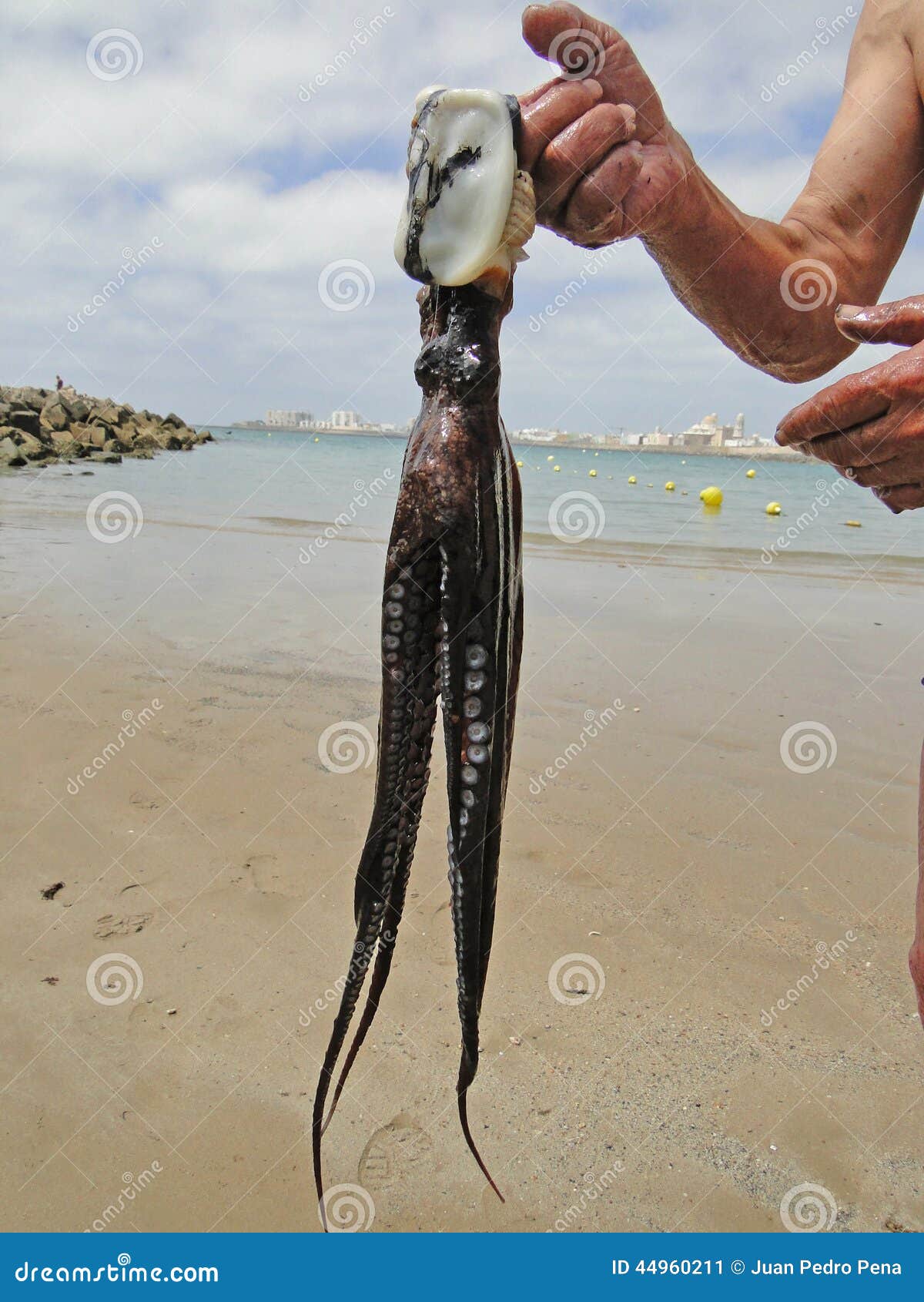 Fresh octopus just caught. stock image. Image of caught - 44960211