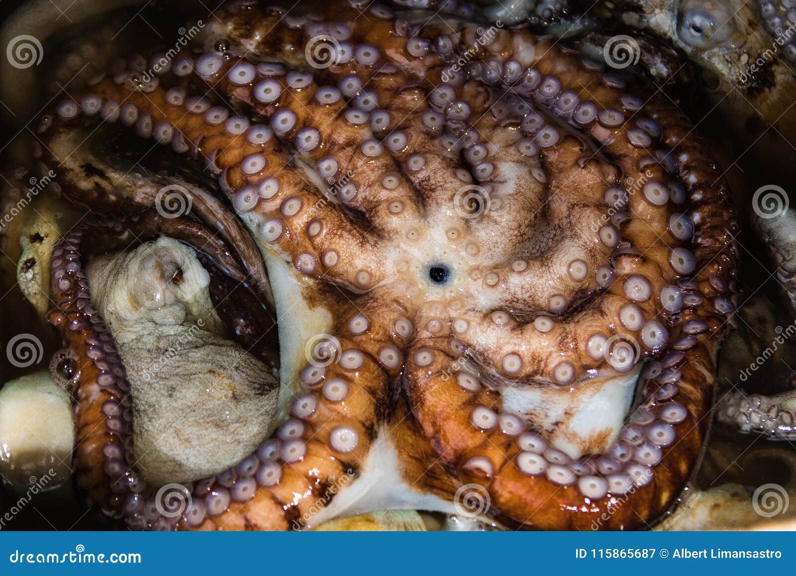 Fresh Octopus from the Ocean Stock Image - Image of bantol, pantai ...