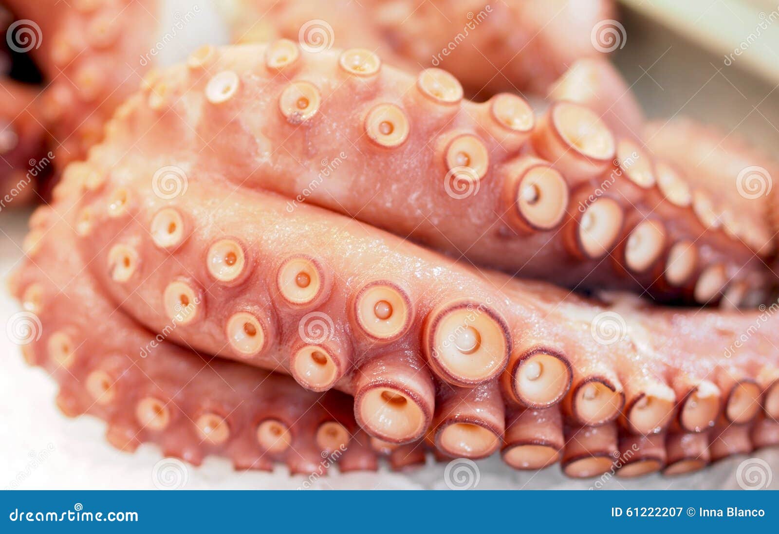 Fresh Octopus at Valencian Market Stock Image - Image of devilfish ...