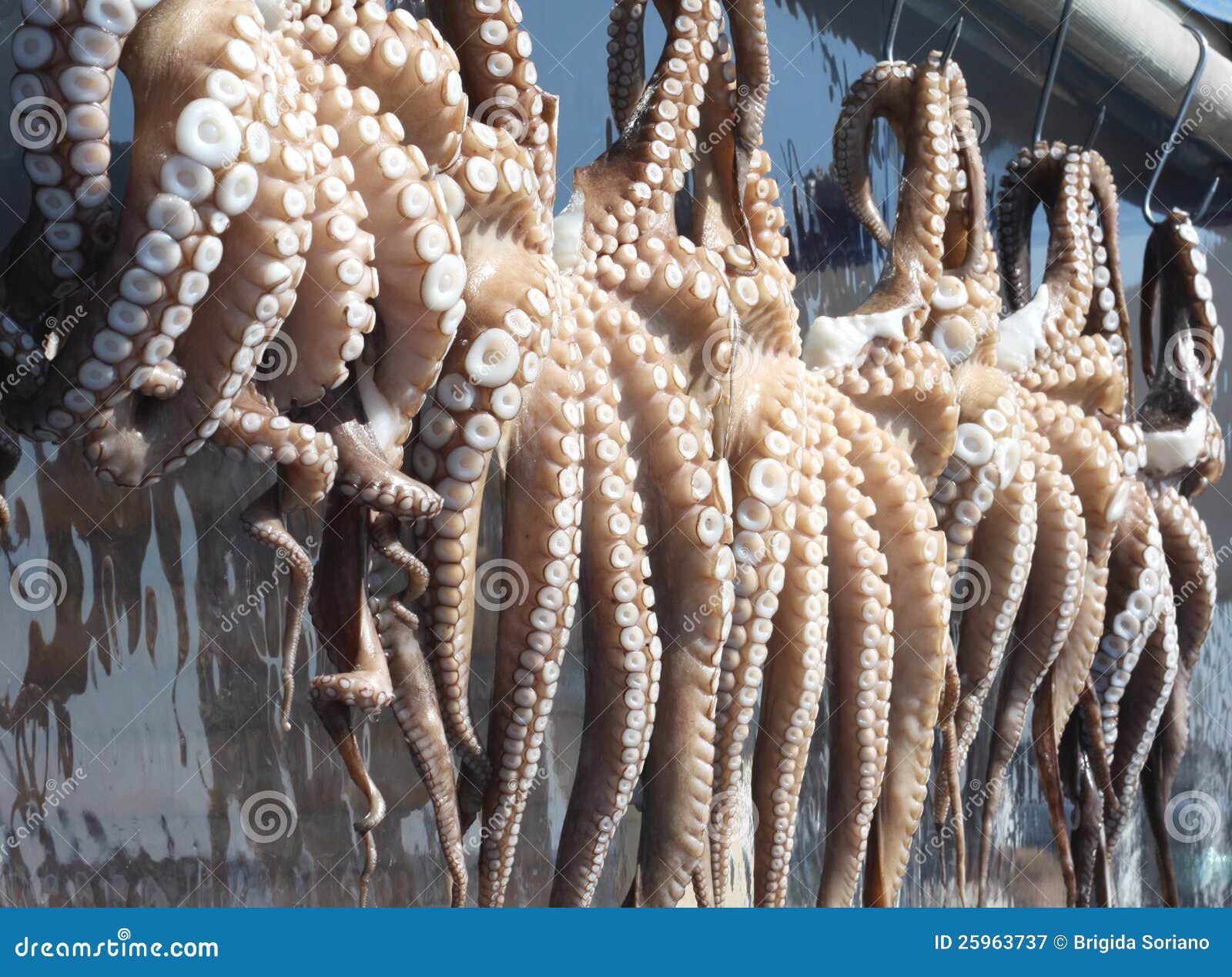 Fresh Octopuses Hanging To Dry Stock Image - Image of tentacles, athens ...
