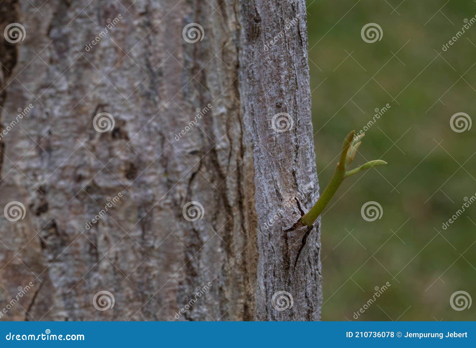 Fresh offshoot of tree stock photo. Image of nature - 210736078