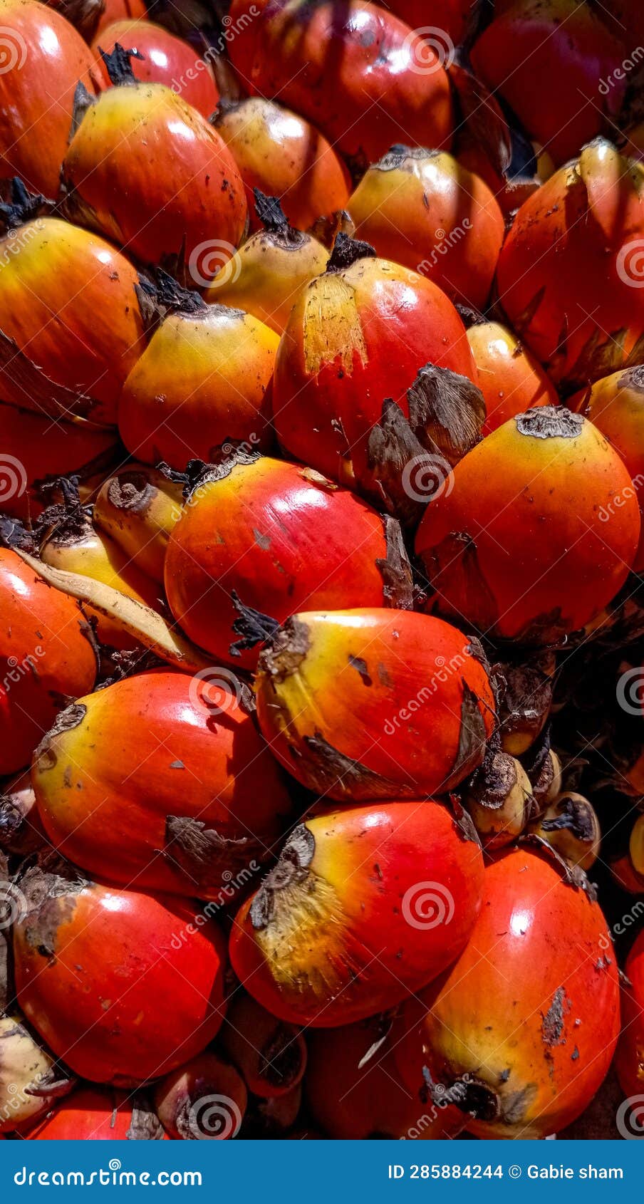 Fresh Oil Palm Fruit after Harvest,close-up Stock Photo - Image of ...