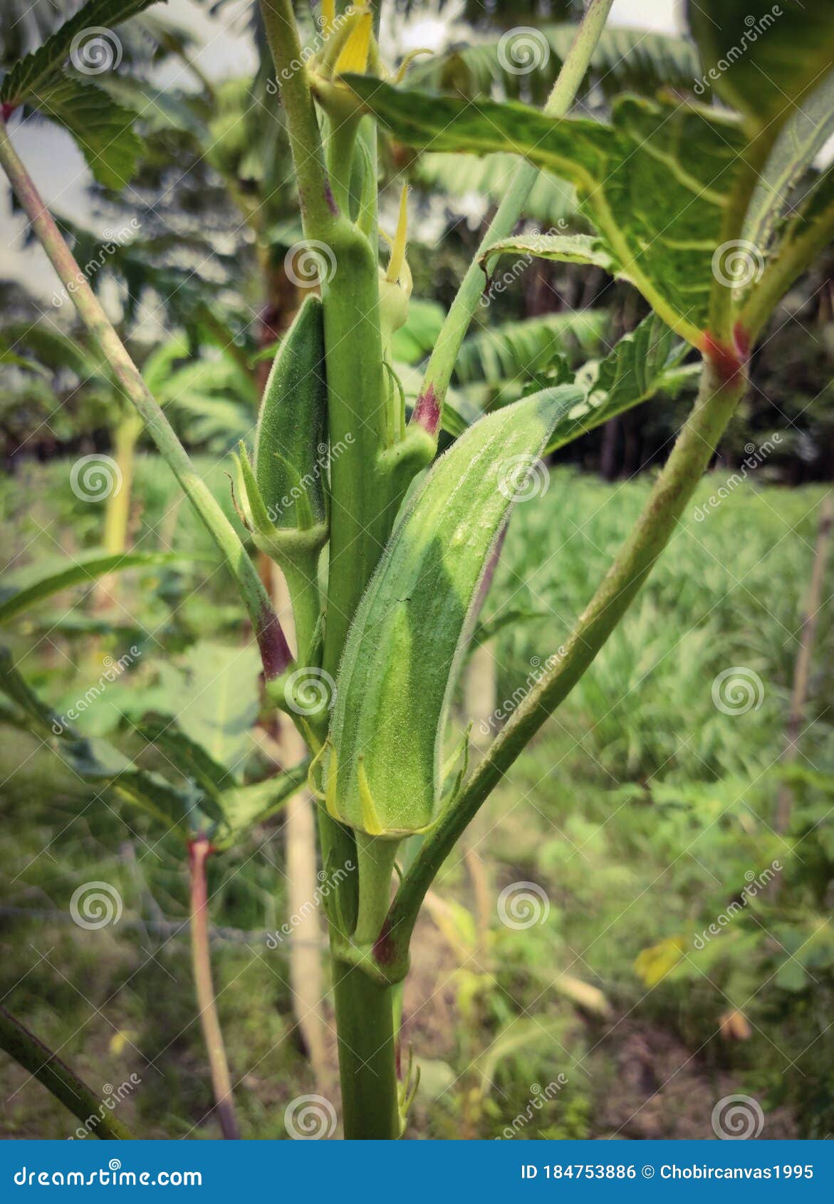 Okra on a tree stock photo. Image of asian, bangladesh - 184753886