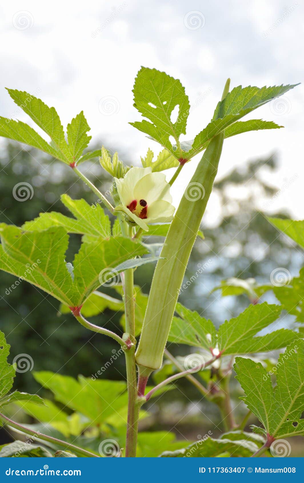 Okra tree in nature garden stock image. Image of healthy - 117363407