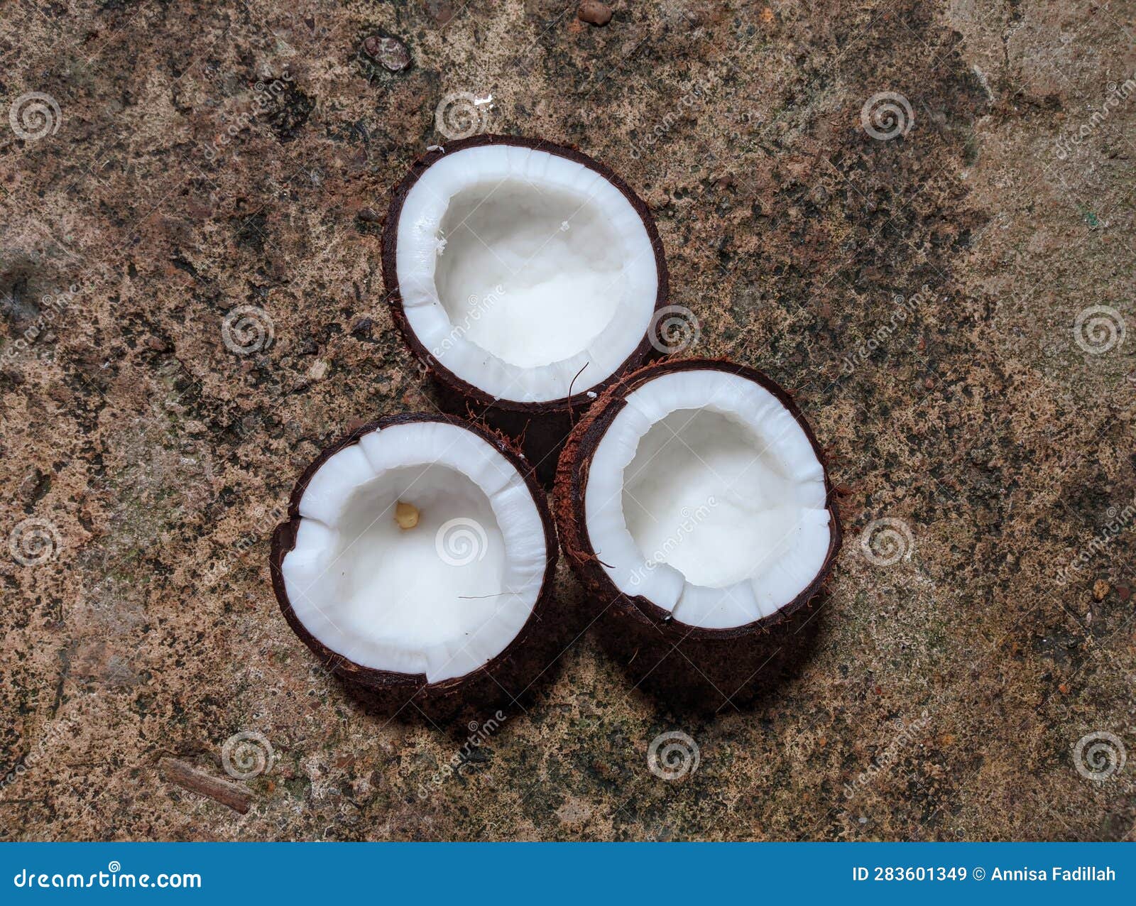 Fresh old coconut fruit stock image. Image of closeup - 283601349