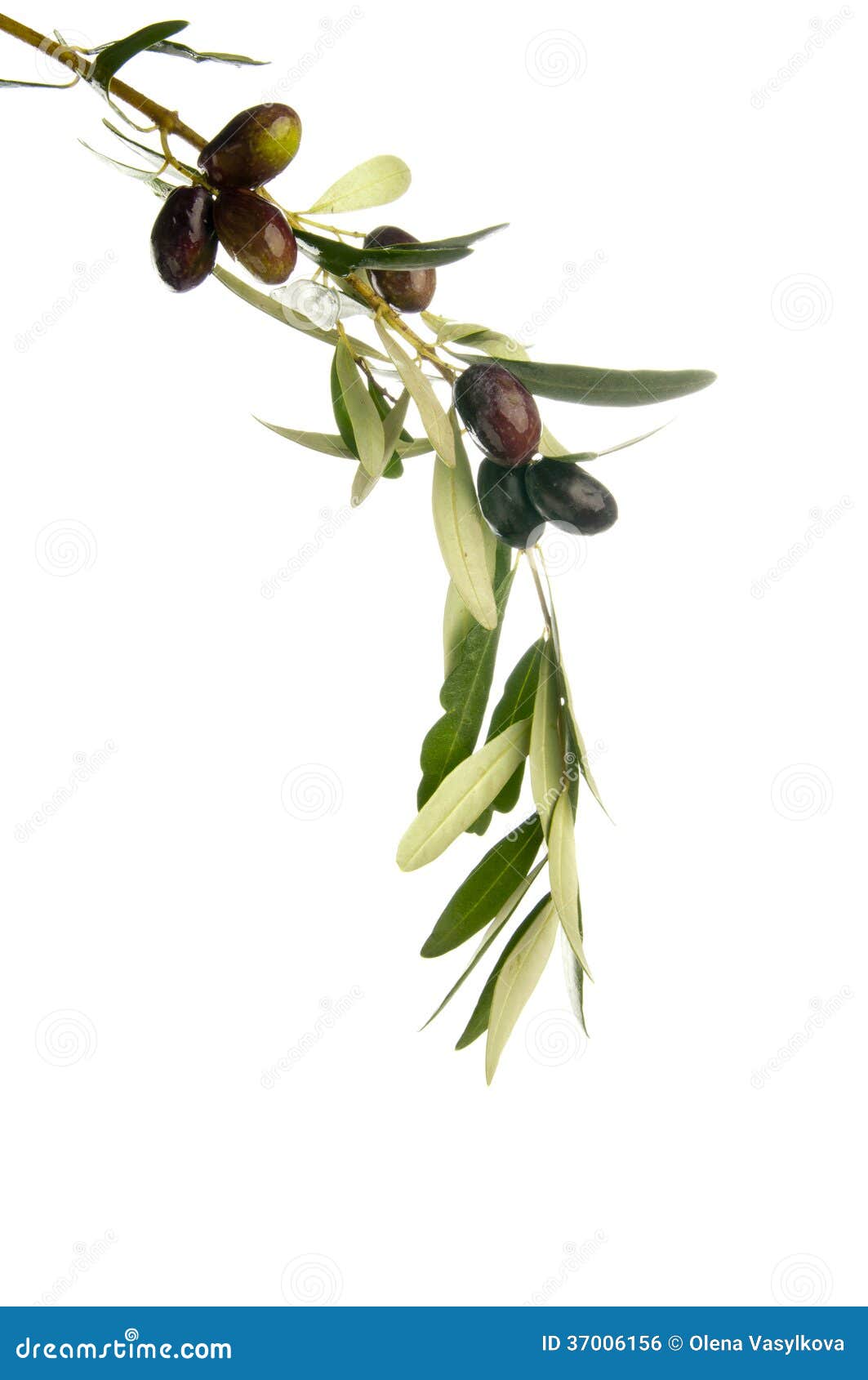 Fresh olive branch stock photo. Image of plant, leaf - 37006156