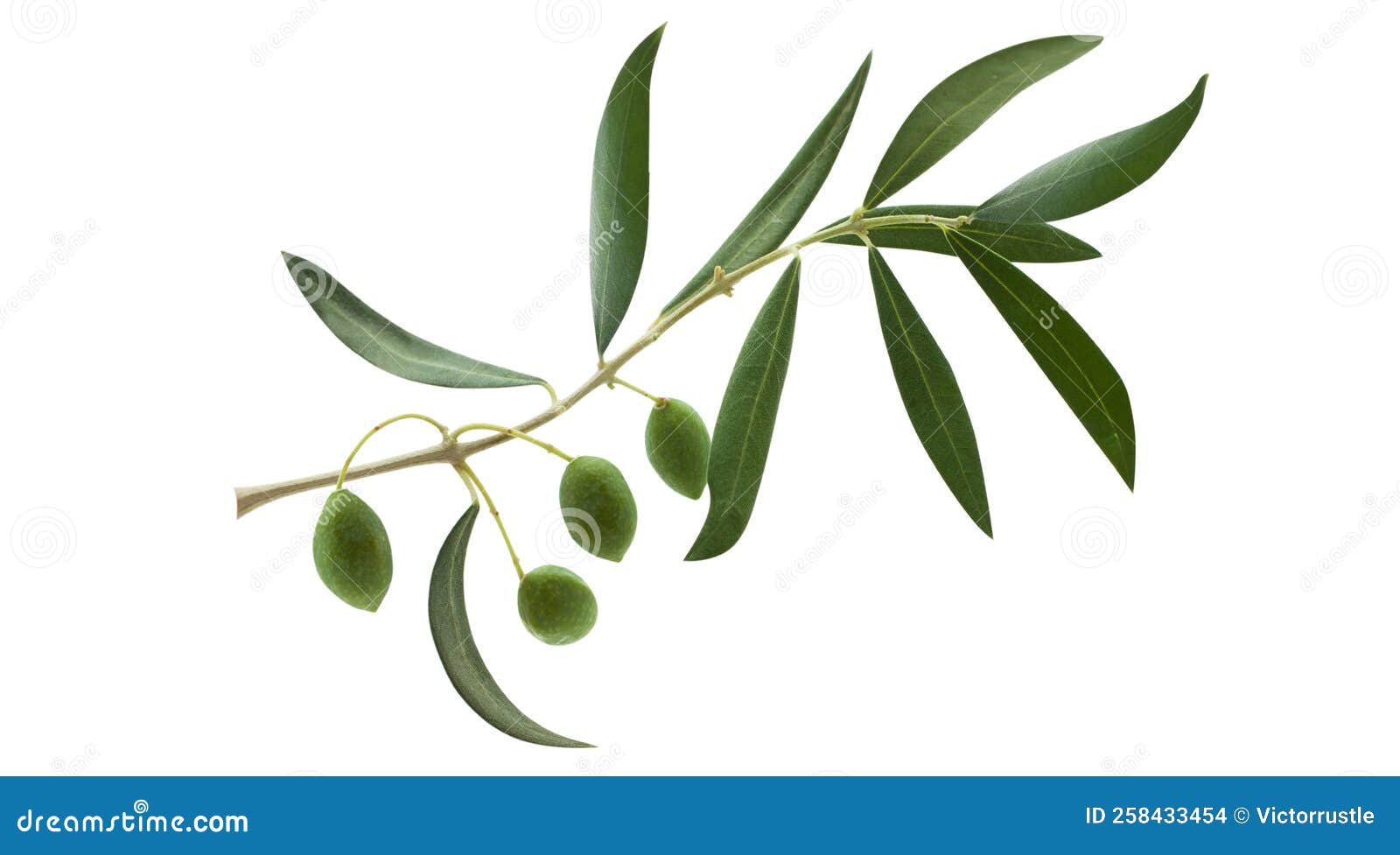 Fresh Olive Branch Leaves and Olive Fruit Isolated on White Background ...