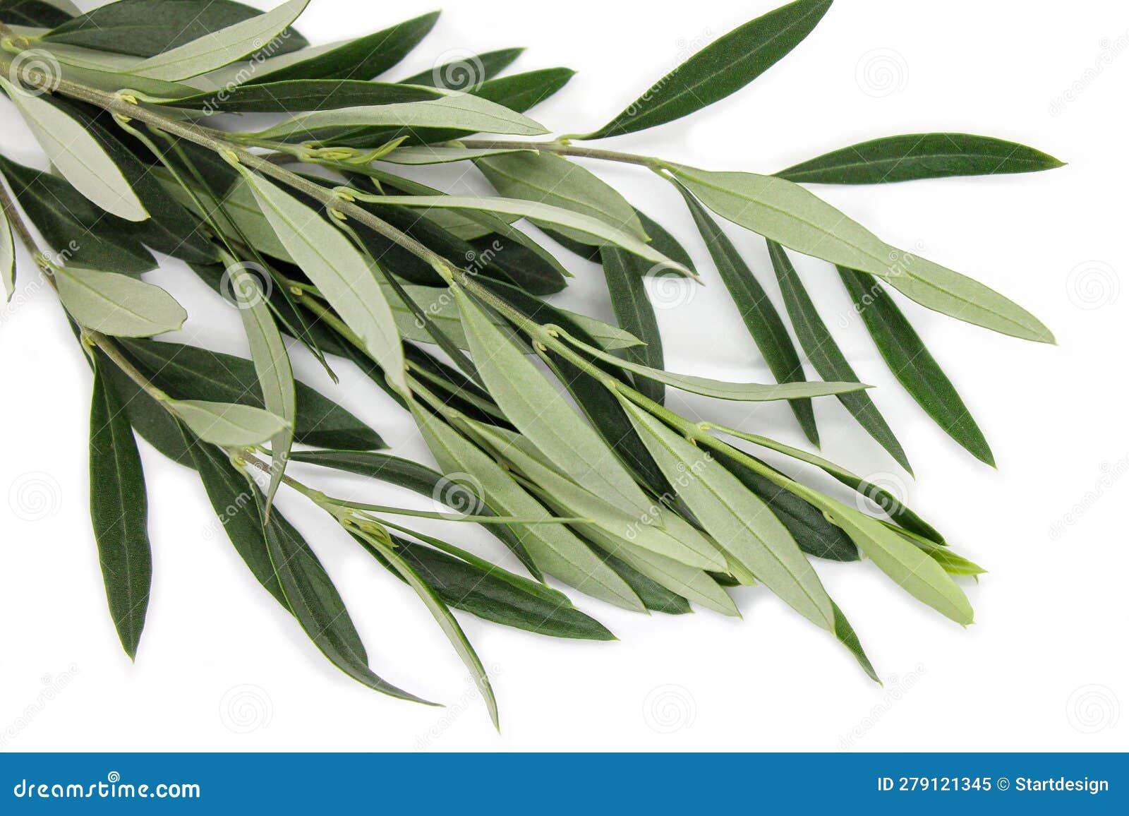 Fresh Olive Branch on White Background. Stock Image - Image of herb ...