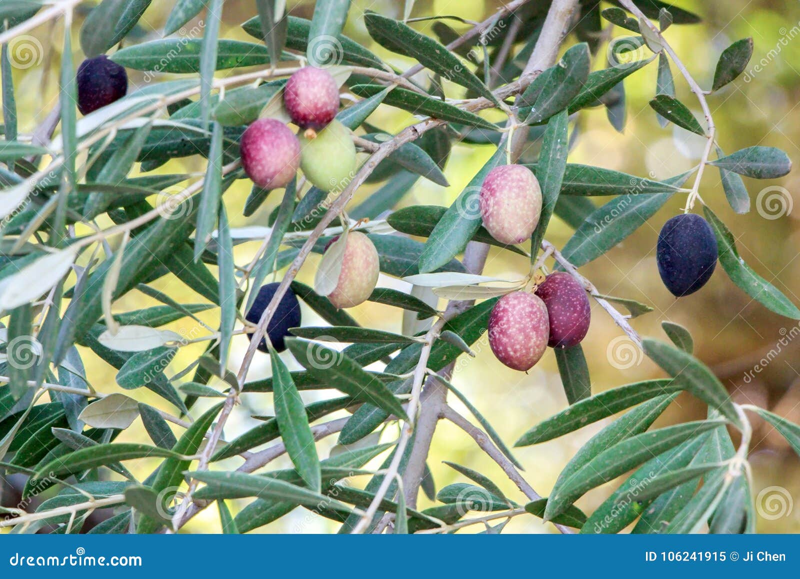 Fresh Olive Seed on Tree Branch Stock Image - Image of leaves, detail ...