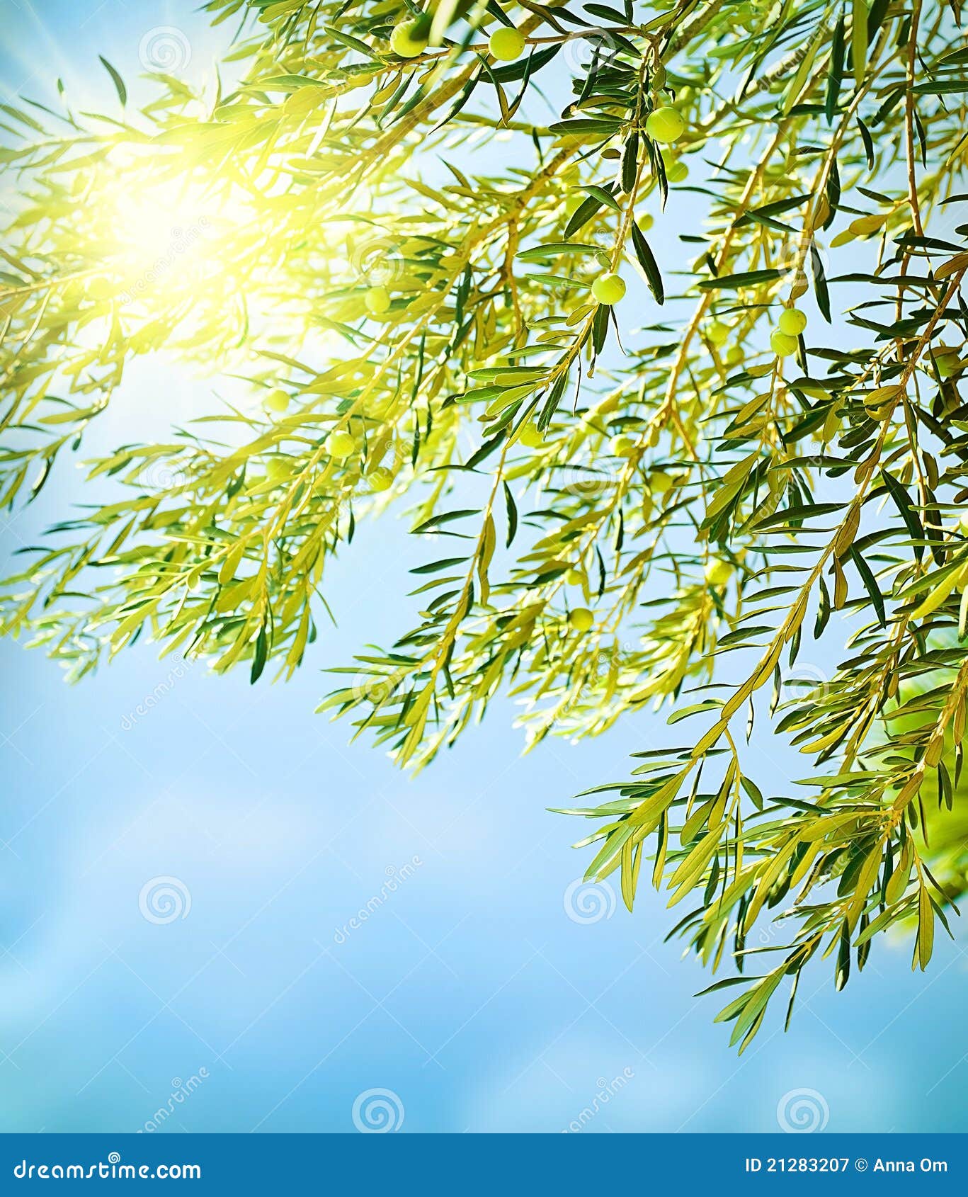 Fresh olive tree border stock image. Image of fresh, leaf - 21283207