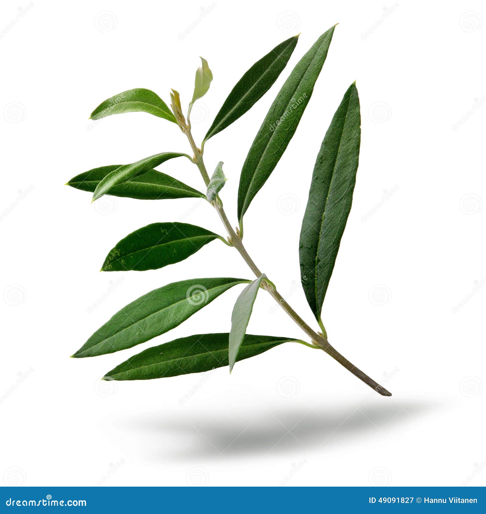 Fresh Olive Tree Leaves Background. Stock Photography | CartoonDealer ...