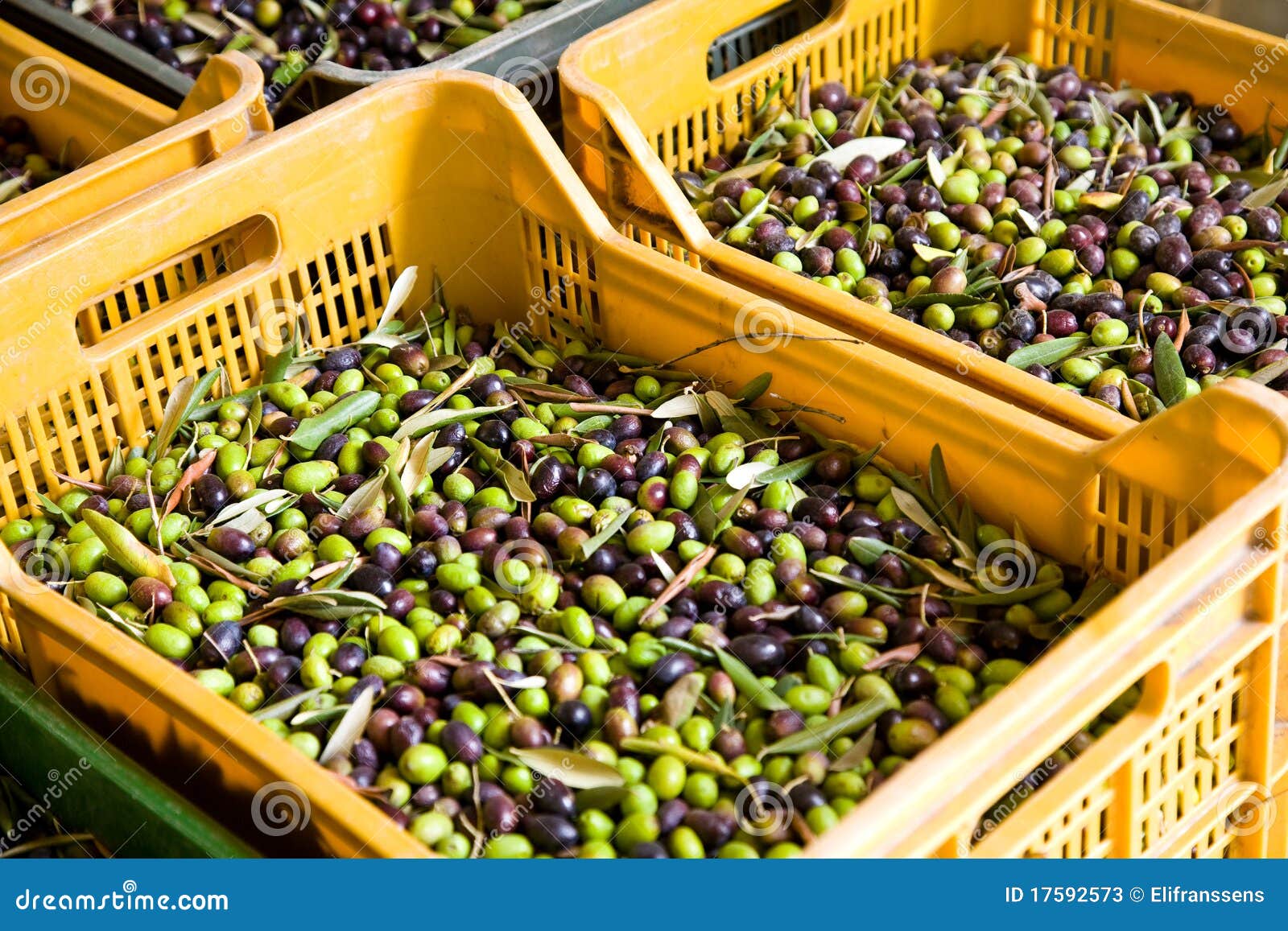 Fresh olives stock image. Image of biological, harvesting - 17592573