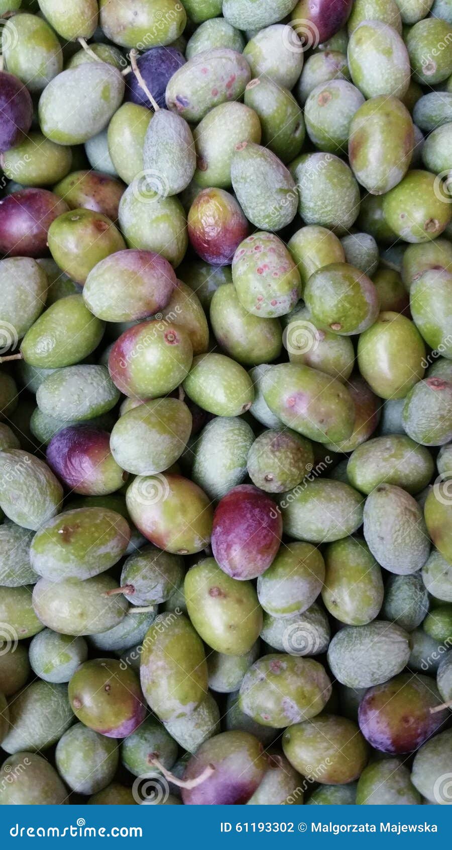 Fresh Olives stock photo. Image of ecological, background - 61193302