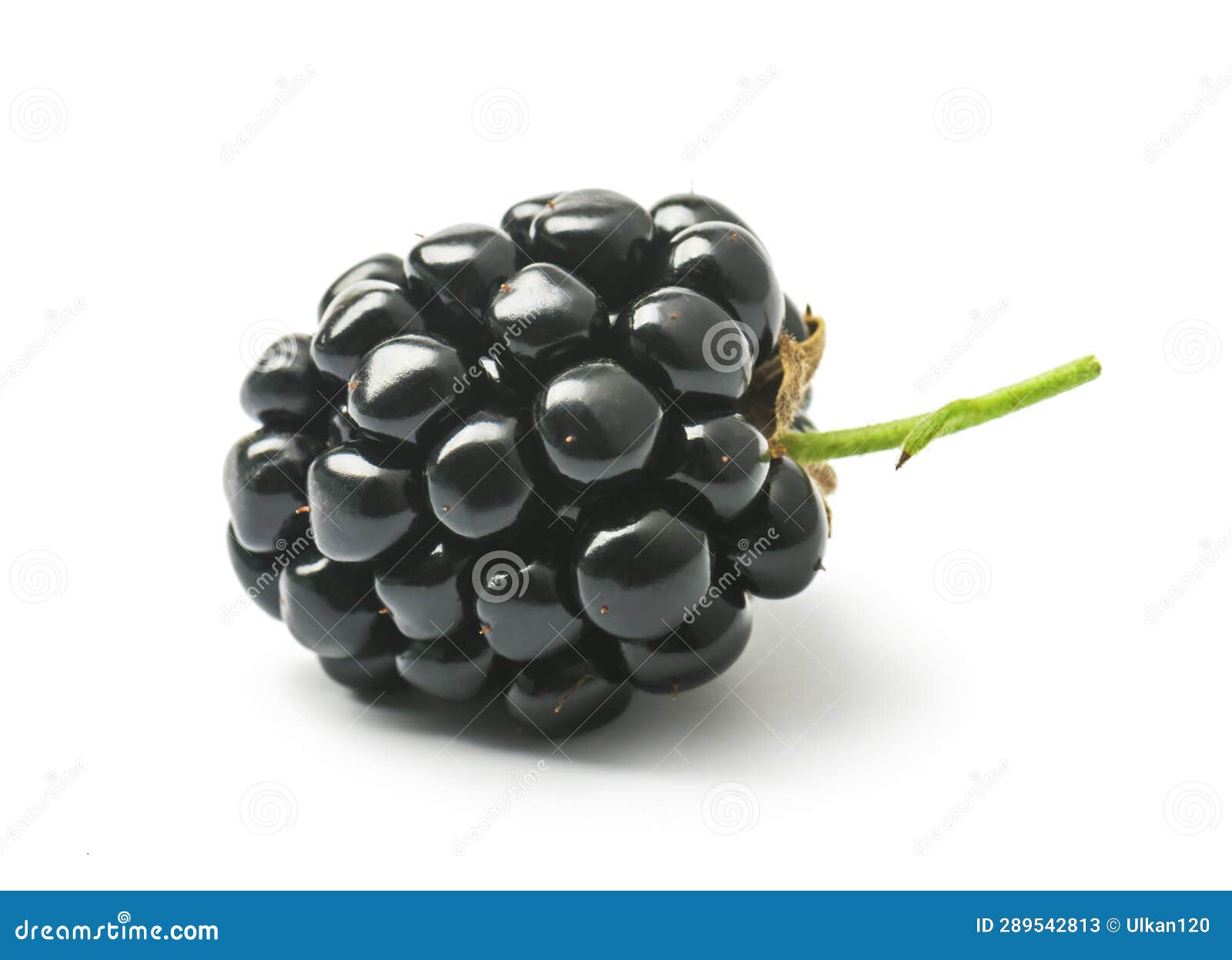 Fresh One Berry Blackberry Side View. Isolated on White Background ...