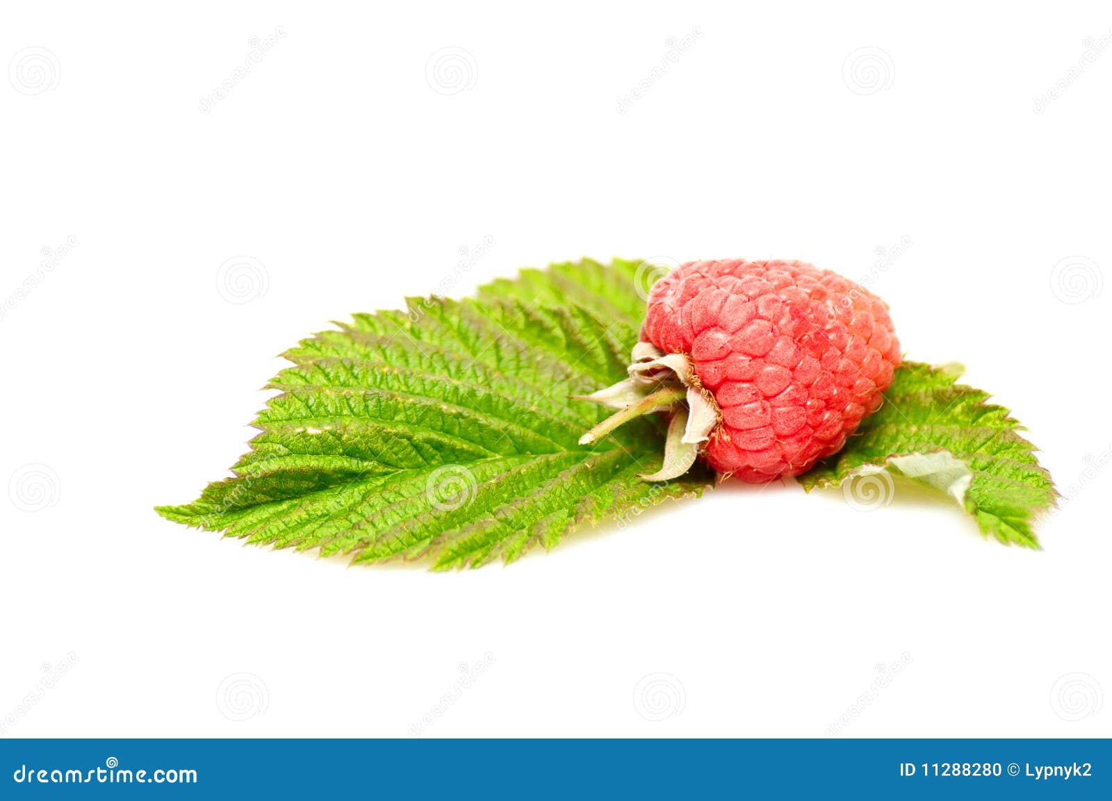 Fresh One Raspberry on a White. Stock Photo - Image of organic, objects ...