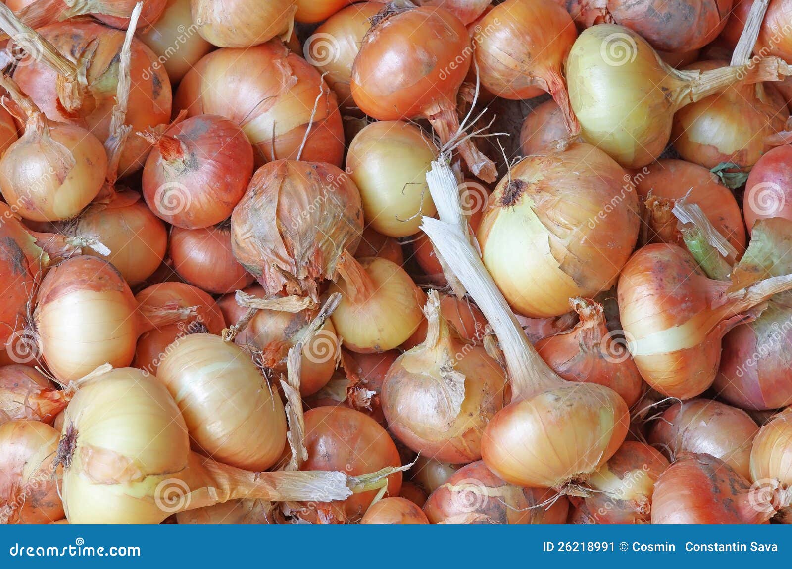Fresh onion stock image. Image of food, ingredient, nutrition - 26218991