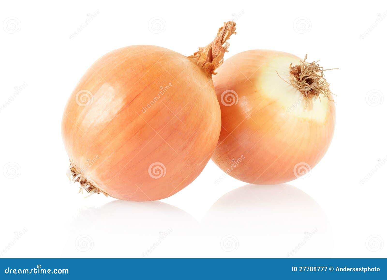 Fresh onion stock image. Image of agriculture, plant - 27788777
