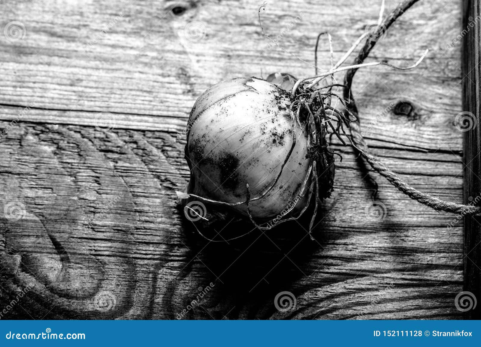 Fresh Onion in a Burned Rustic Texture Box for Background. Rough ...