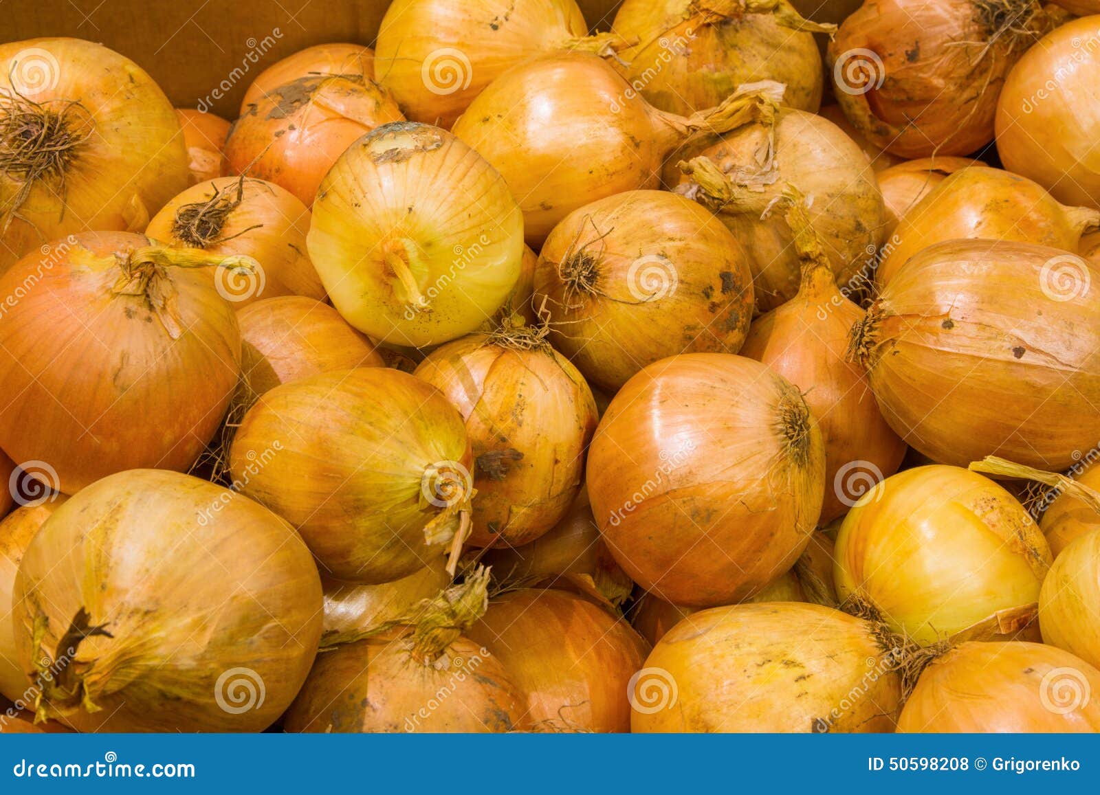 Fresh onion. Grocery store stock photo. Image of objects - 50598208