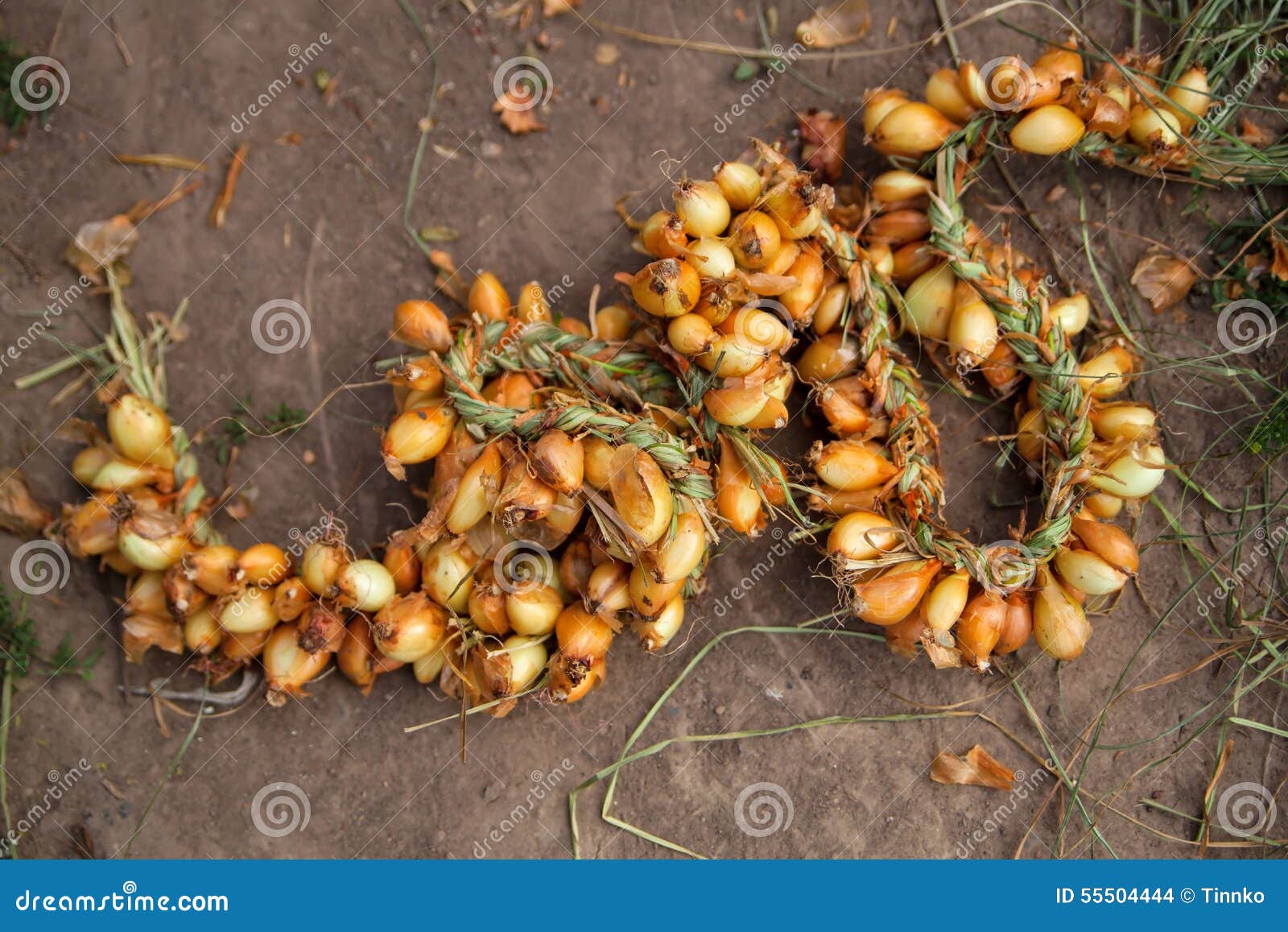 Fresh onion strings stock photo. Image of shallot, spice - 55504444