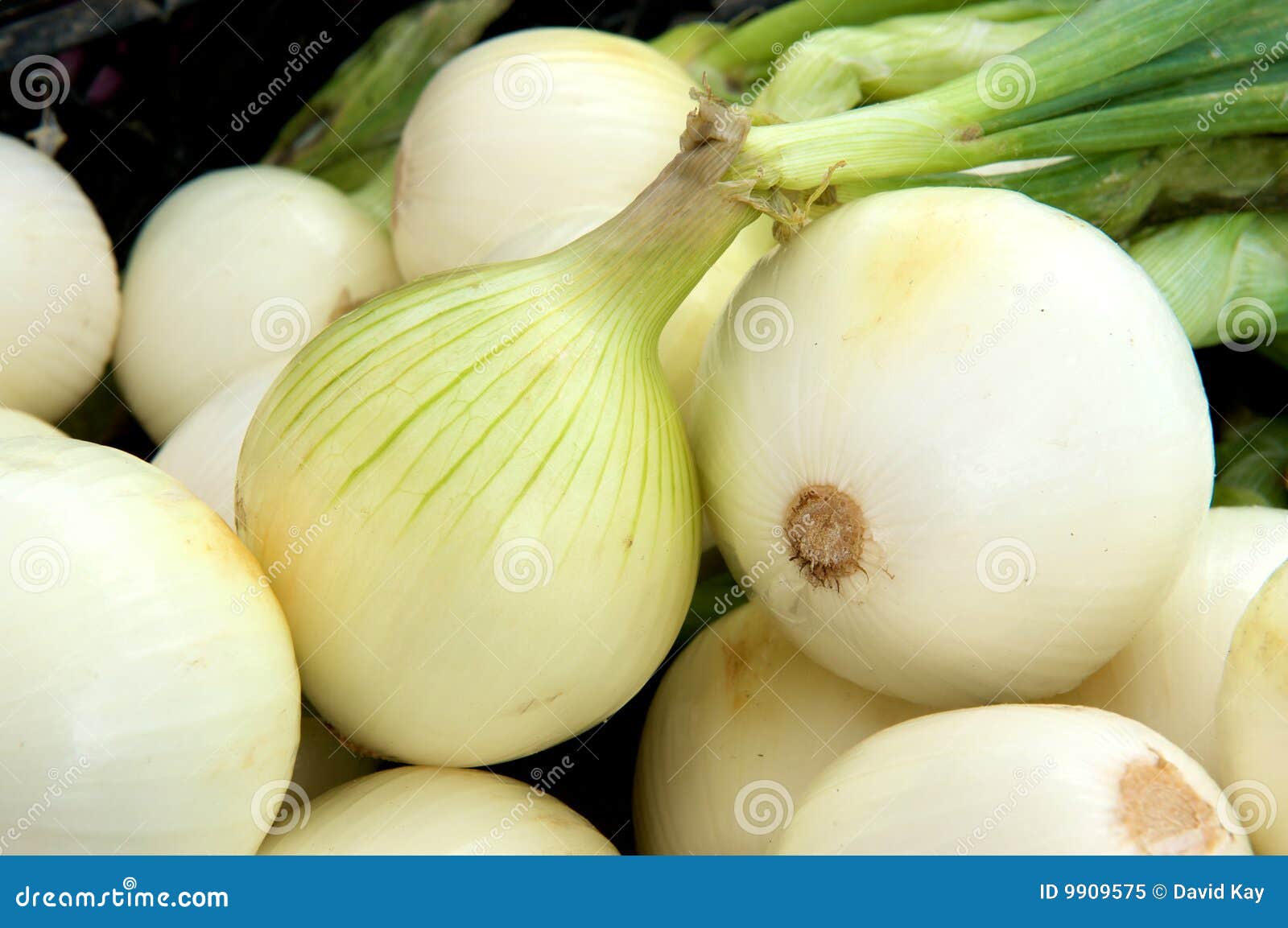 Fresh Onions stock image. Image of ingredient, background - 9909575