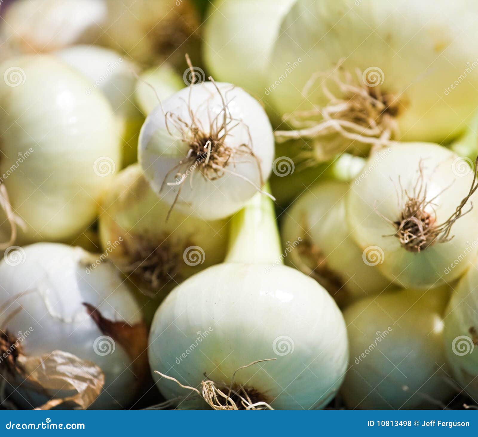 Fresh Onions Abstract stock photo. Image of health, italy - 10813498