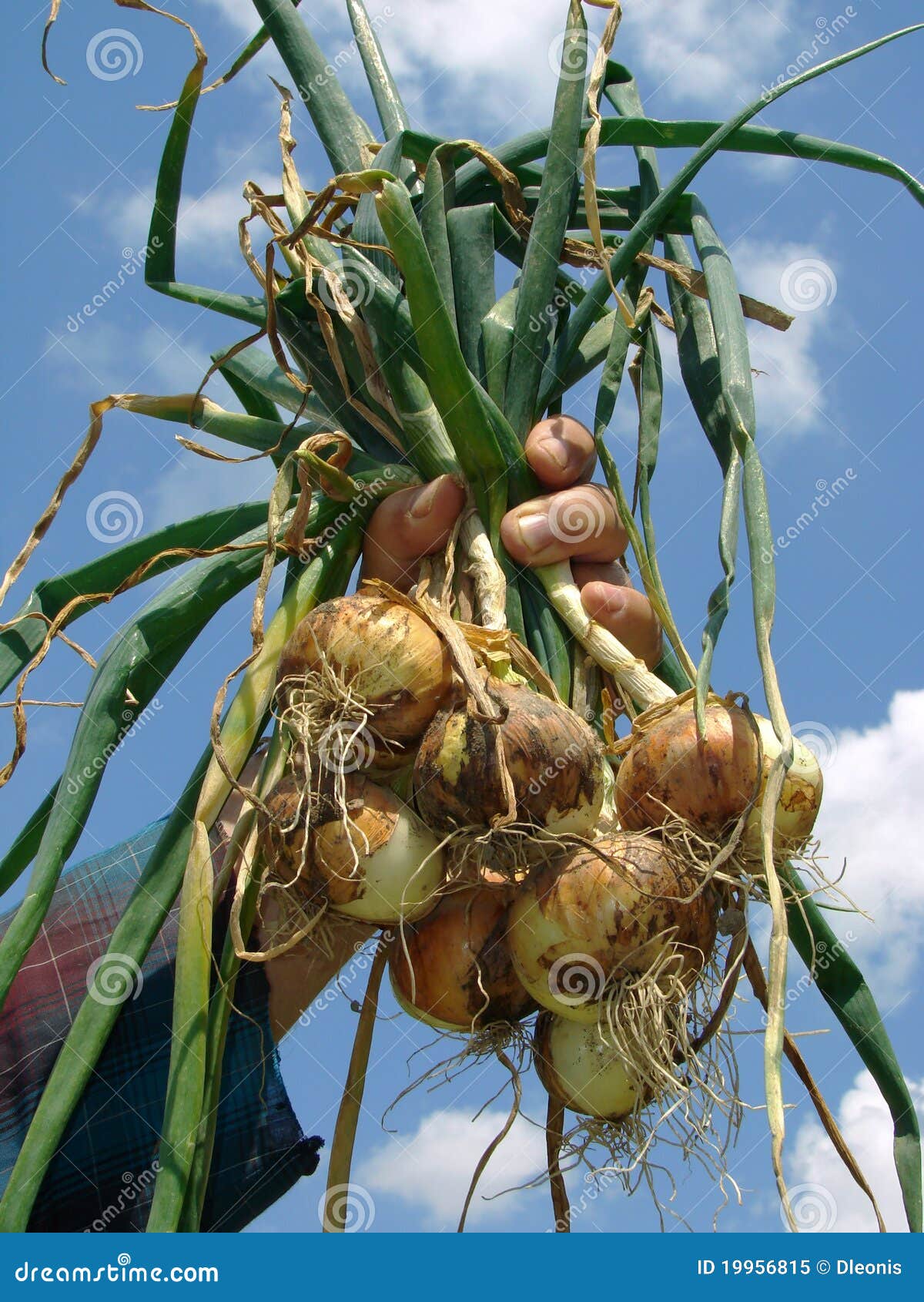 Fresh onions bunch stock image. Image of garden, hand - 19956815