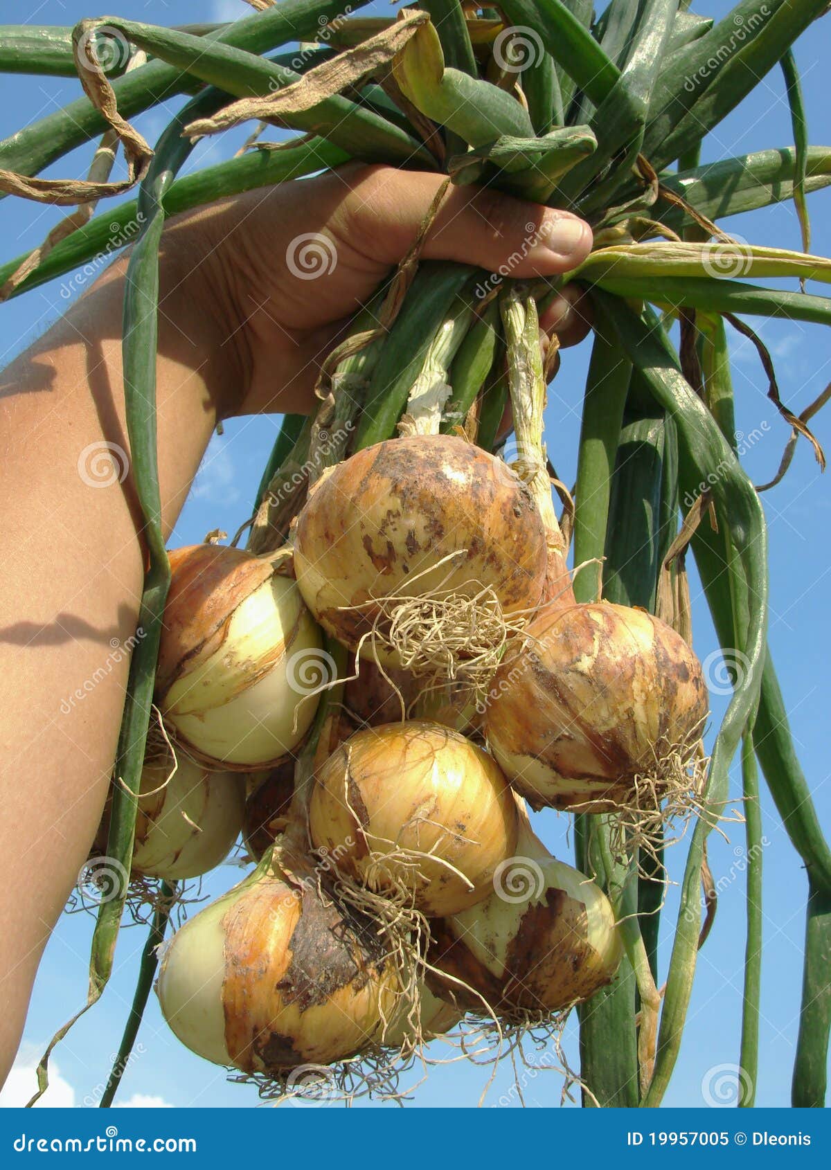 Fresh onions bunch stock image. Image of farming, hand - 19957005