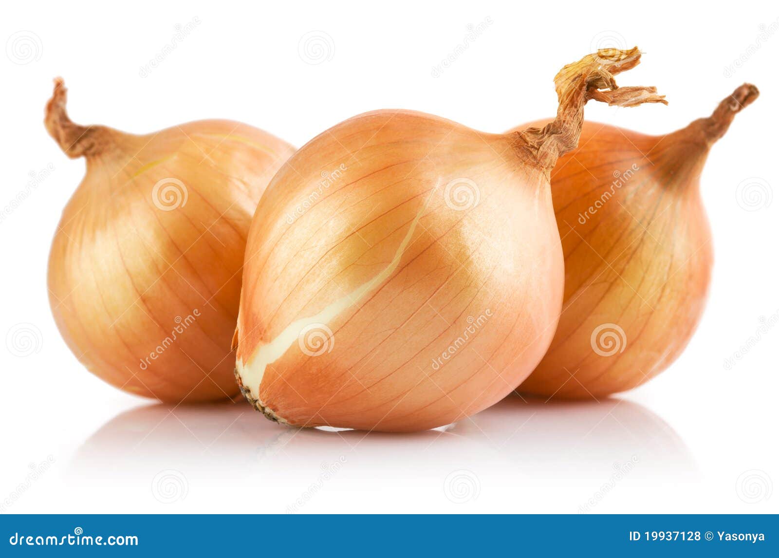 Fresh onions vegetables stock photo. Image of vegetarian - 19937128