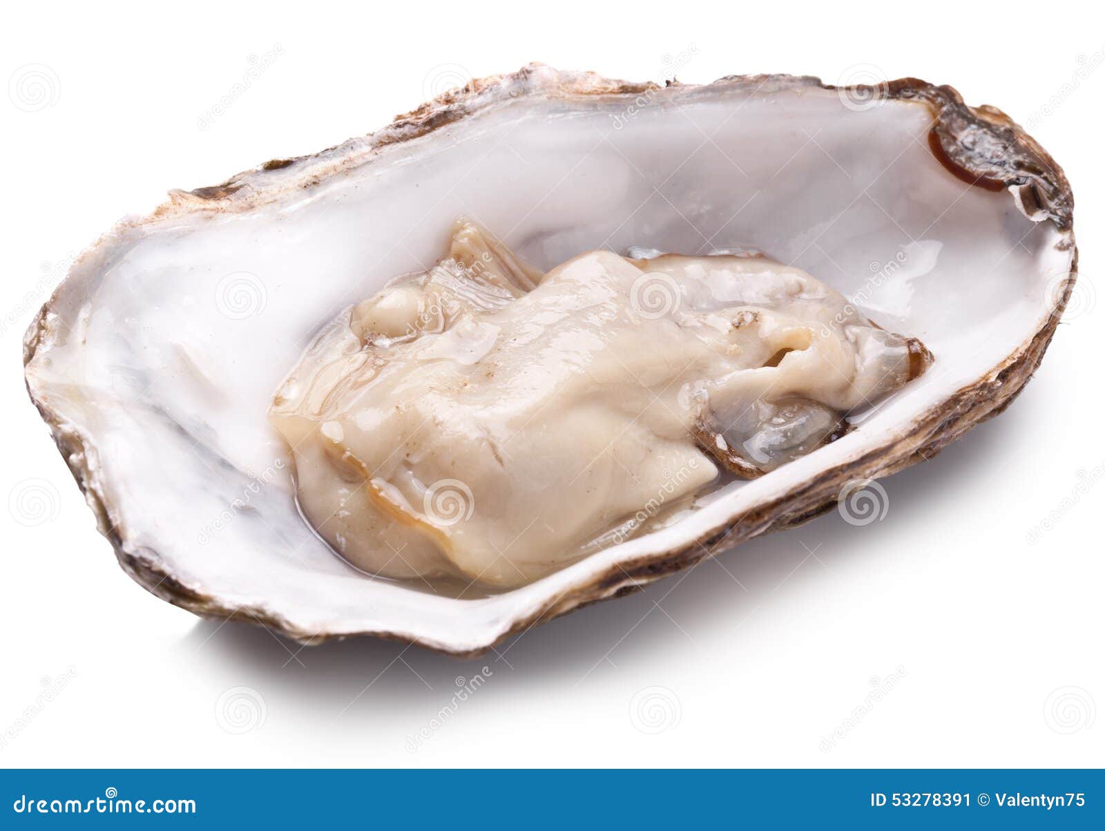 Fresh opened oyster. stock image. Image of freshness - 53278391