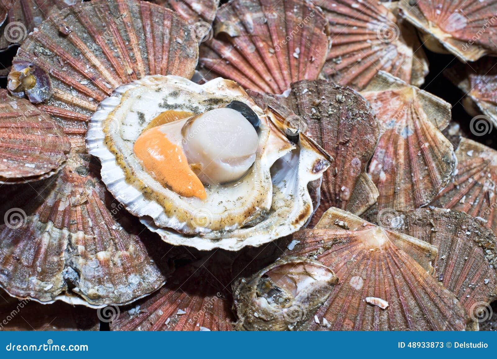 On fresh opened scallop stock image. Image of food, fish - 48933873