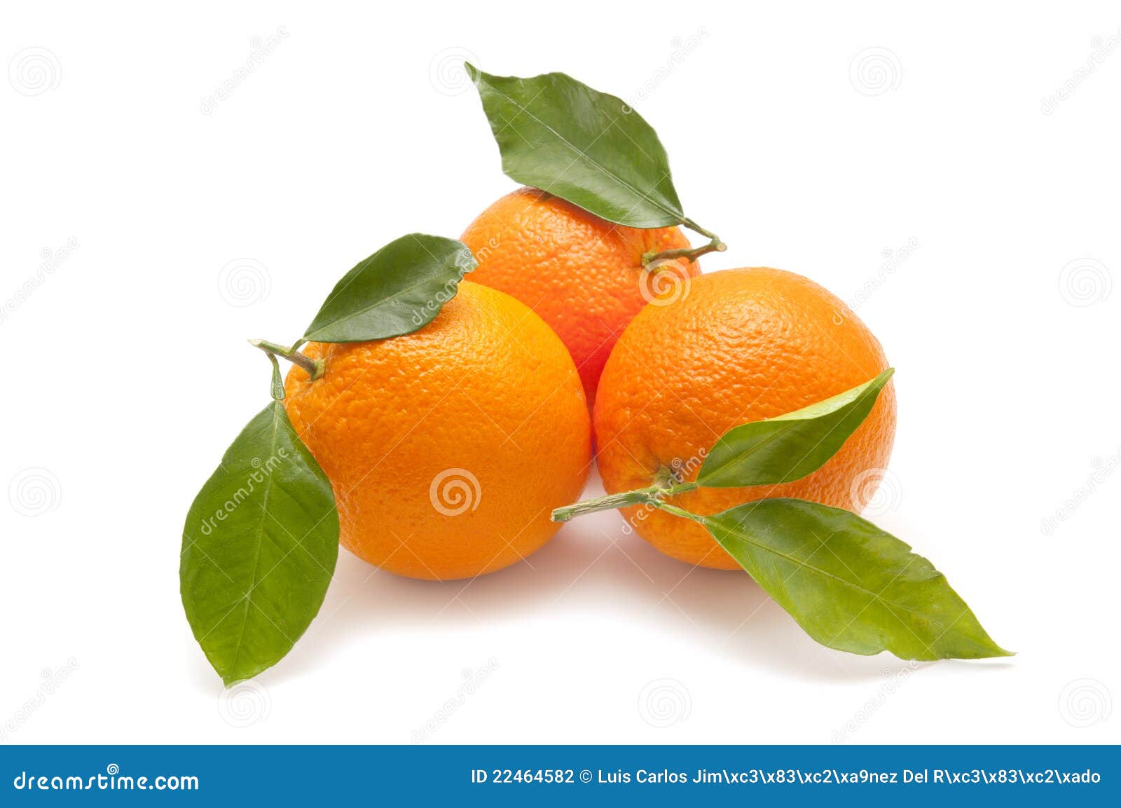 Fresh orange stock photo. Image of leaf, organic, healthy - 22464582