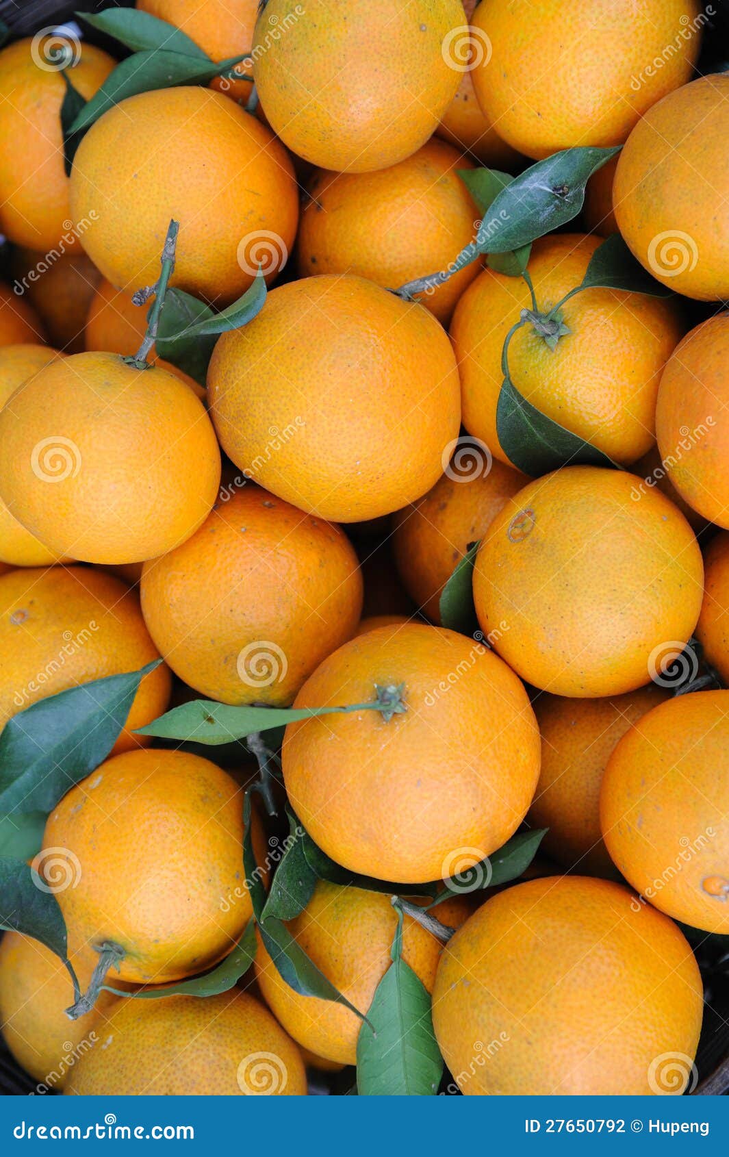 Fresh orange stock photo. Image of cultivation, growers - 27650792