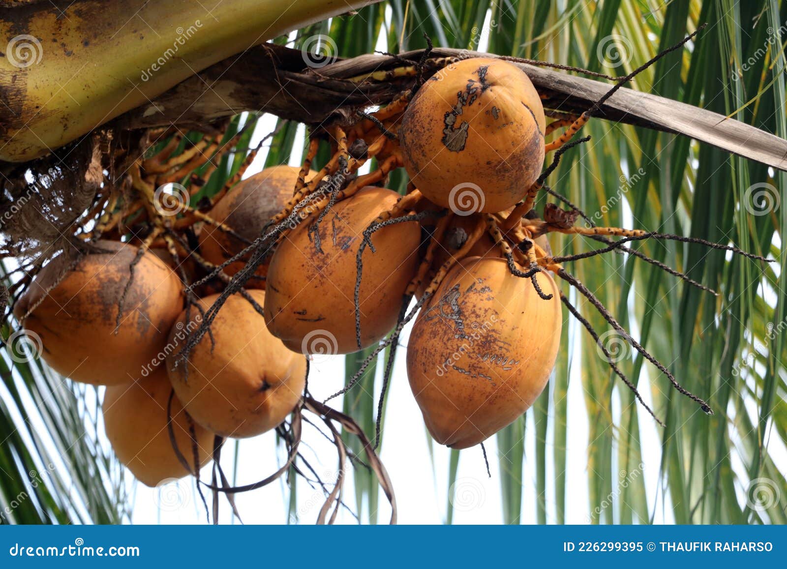 Fresh orange coconut stock image. Image of nature, animal - 226299395