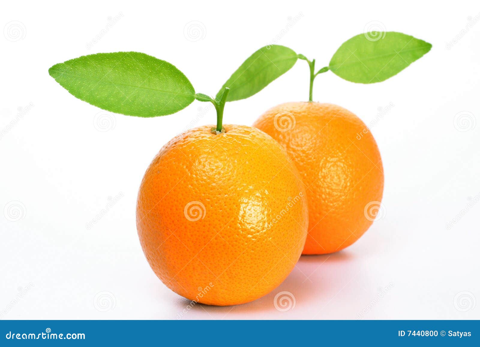 Fresh Orange fruits stock photo. Image of oranges, leaf - 7440800