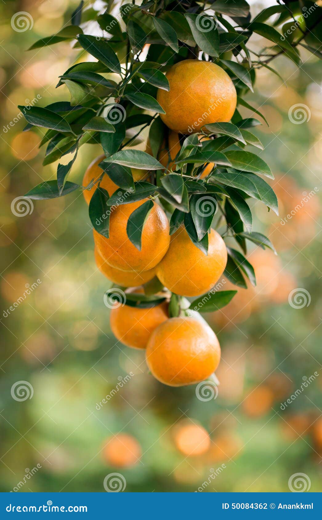 Fresh orange stock photo. Image of garden, orange, growth - 50084362