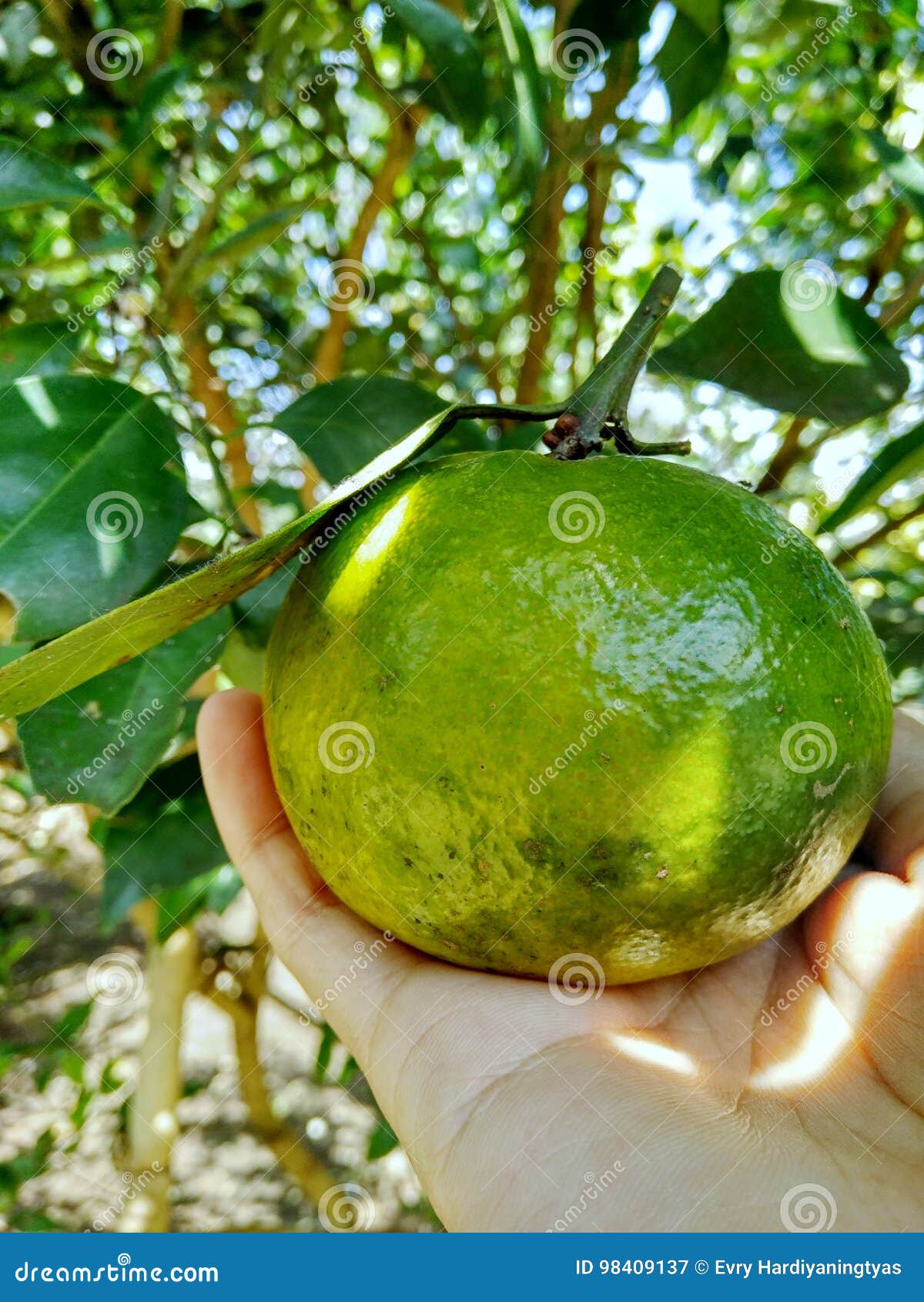 Fresh orange stock image. Image of foliage, harvest, freshness - 98409137