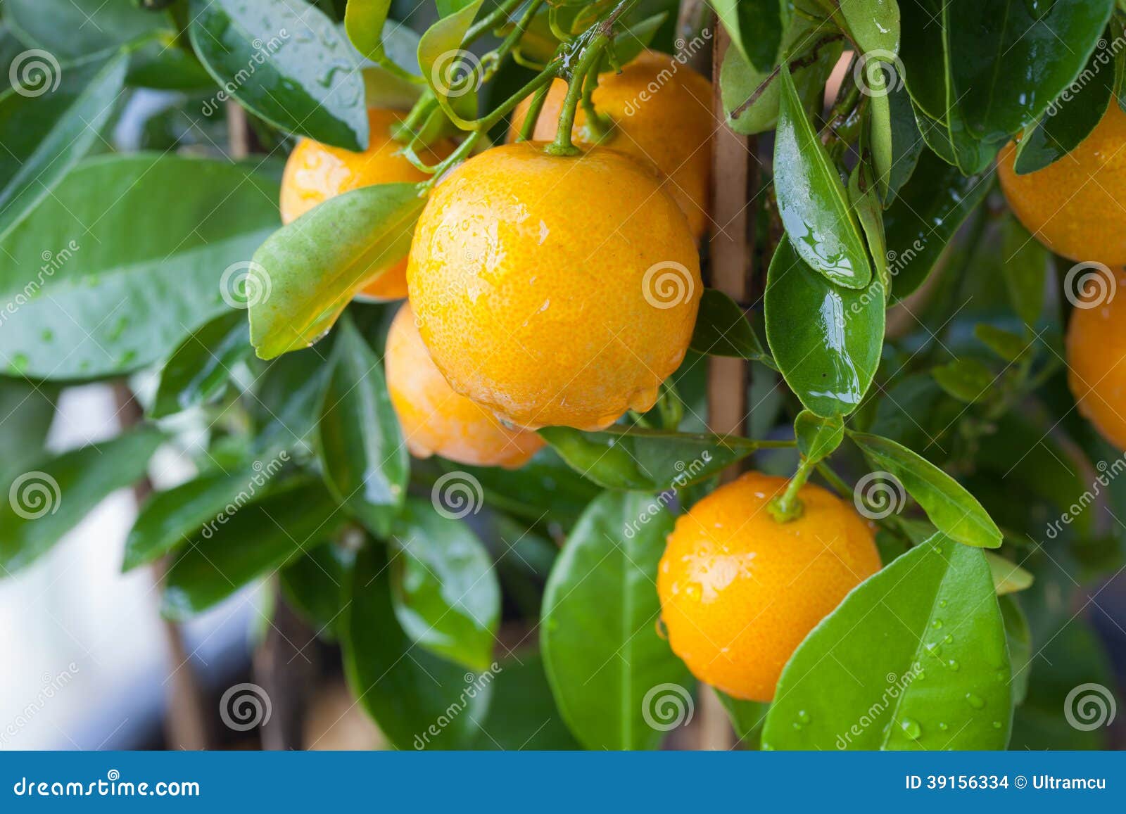 Fresh Orange on Orange Tree Stock Photo - Image of healthy, background ...