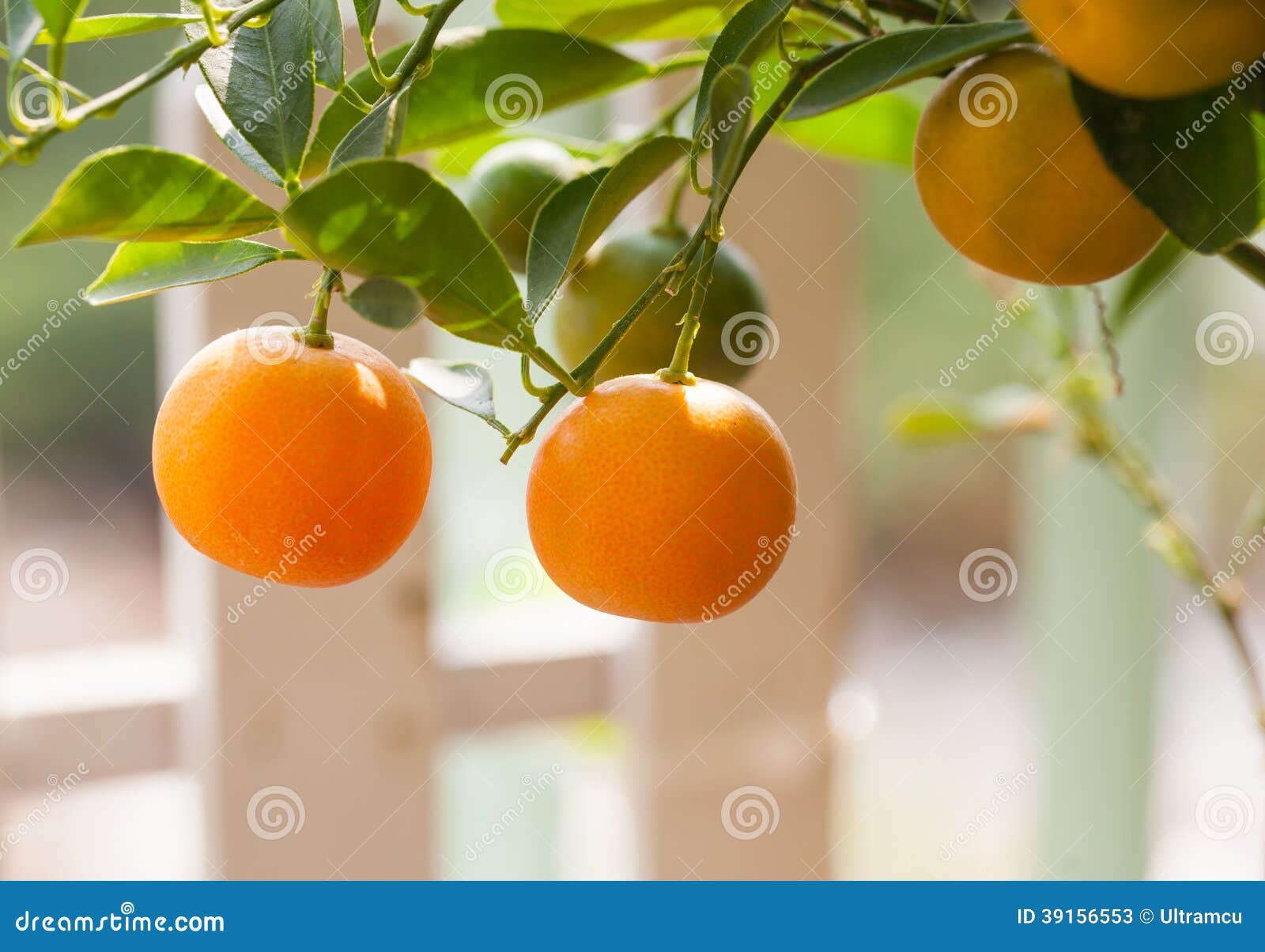 Fresh Orange on Orange Tree Stock Image - Image of agriculture, farm ...
