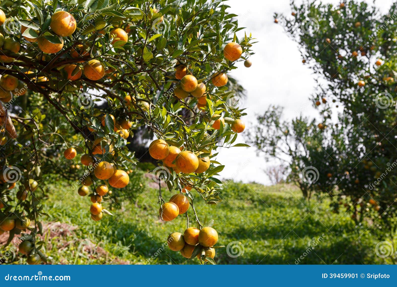 Fresh Orange on Plant,Orange Tree. Stock Image - Image of grove, juicy ...
