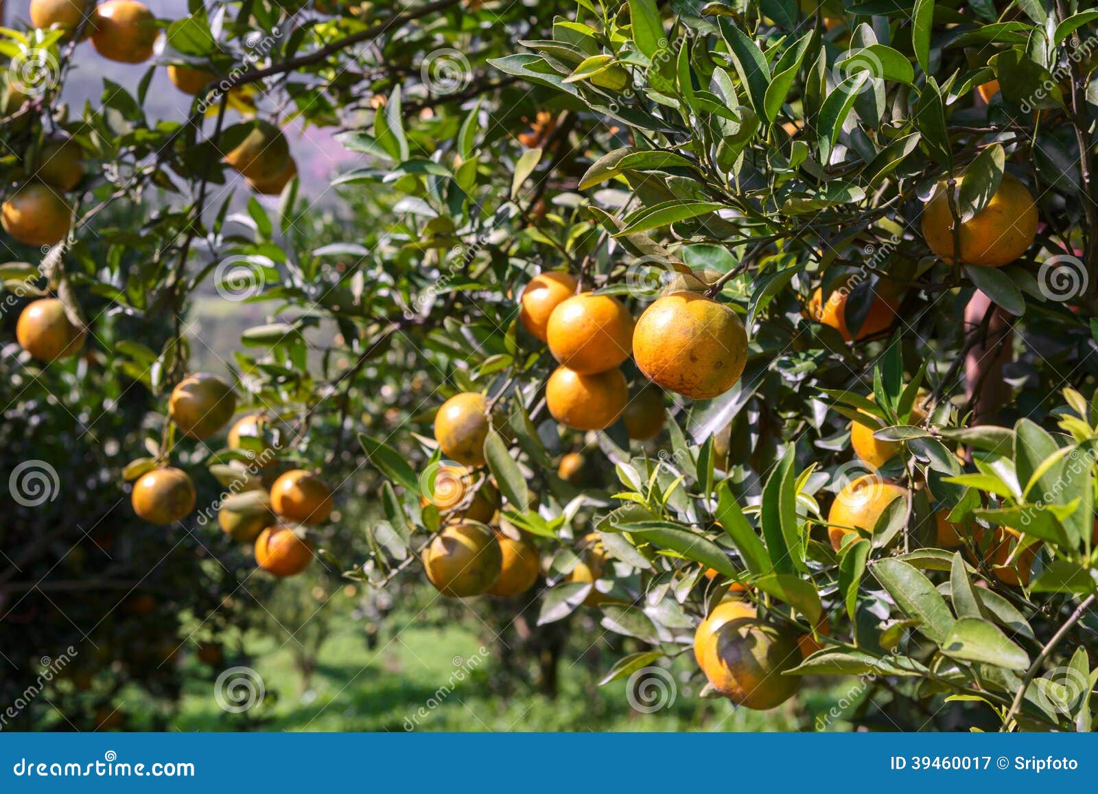 Fresh Orange on Plant,Orange Tree. Stock Image - Image of fresh, grove ...