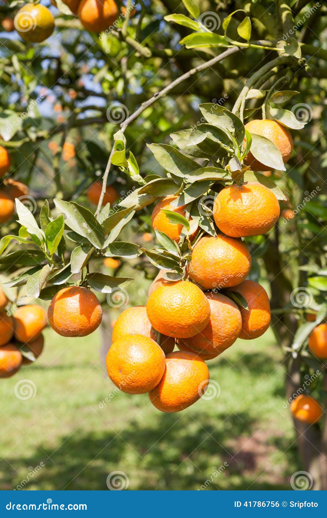Fresh Orange on Plant, Orange Tree Stock Photo - Image of grow, natural ...