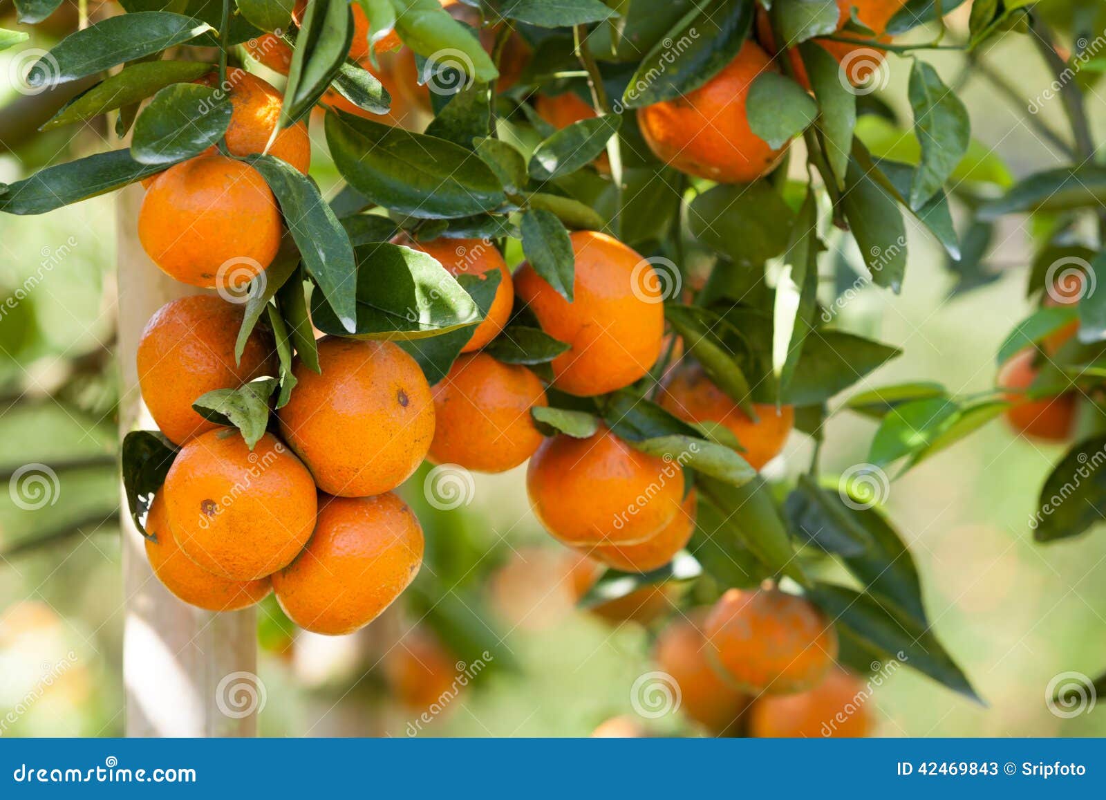Fresh Orange on Plant, Orange Tree Stock Image - Image of nature ...